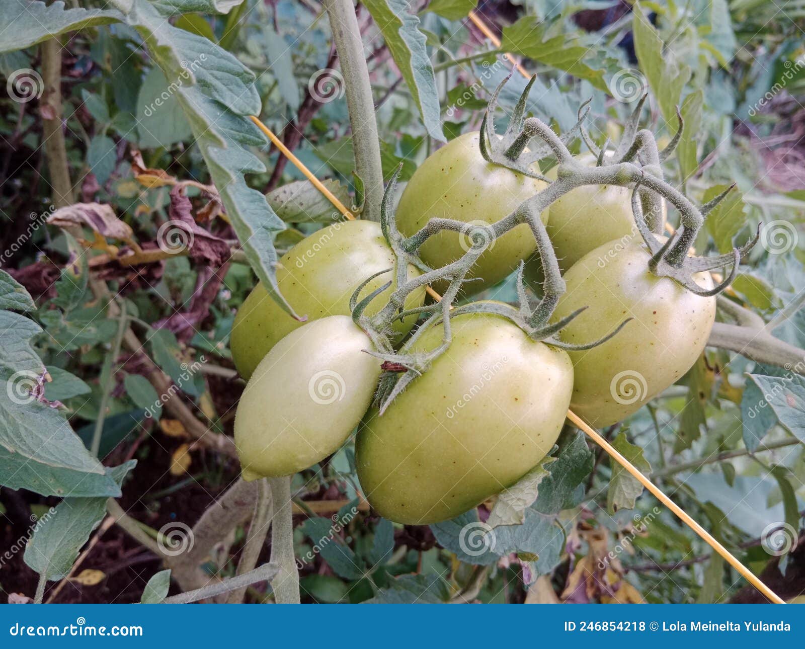 Tomateiro Verde Com Manchas Pretas Foto de Stock - Imagem de filial ...