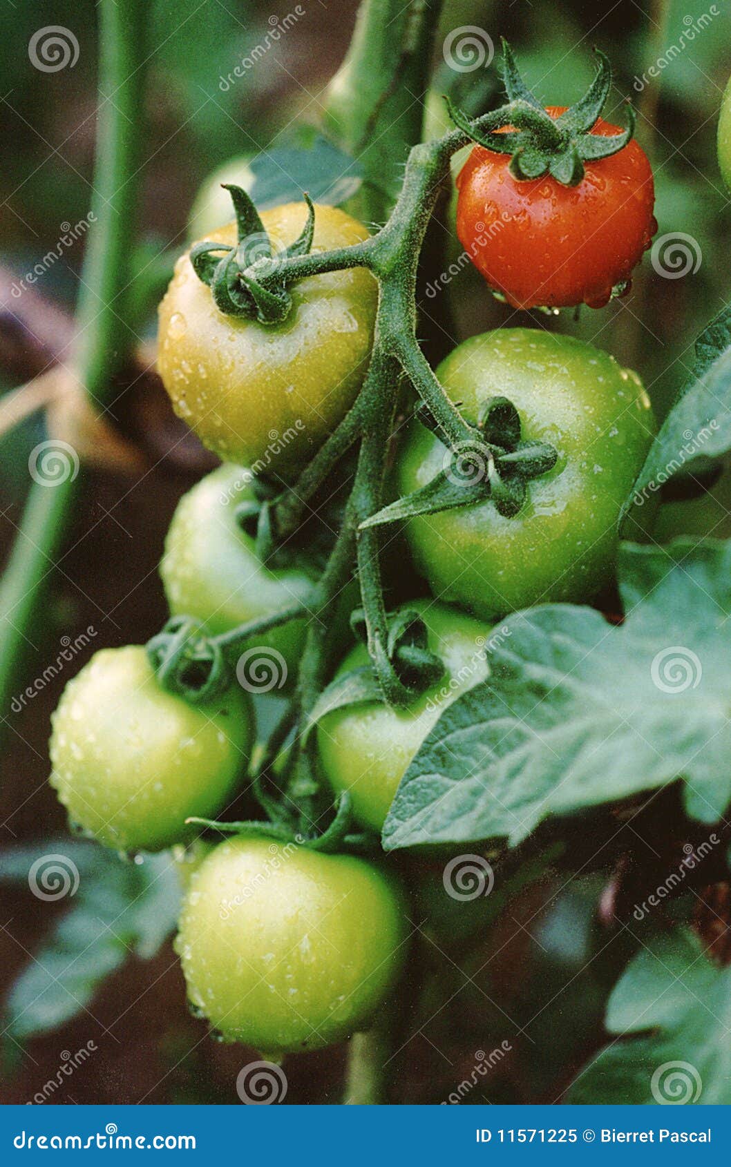 Tomaten stockbild. Bild von tomaten, landwirtschaft, garten - 11571225