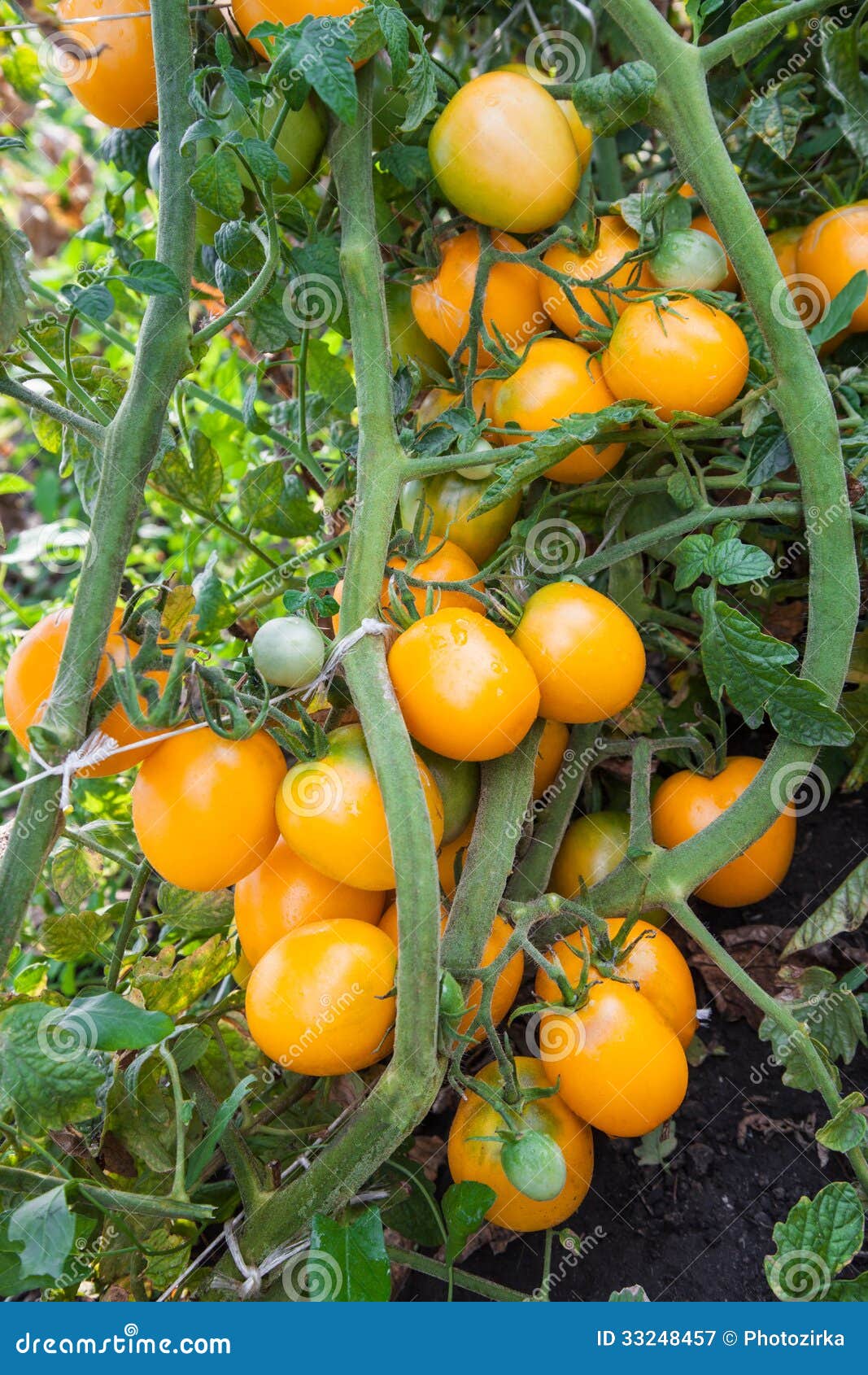 Tomates Alaranjados Que Crescem No Ramo Imagem de Stock - Imagem de ...
