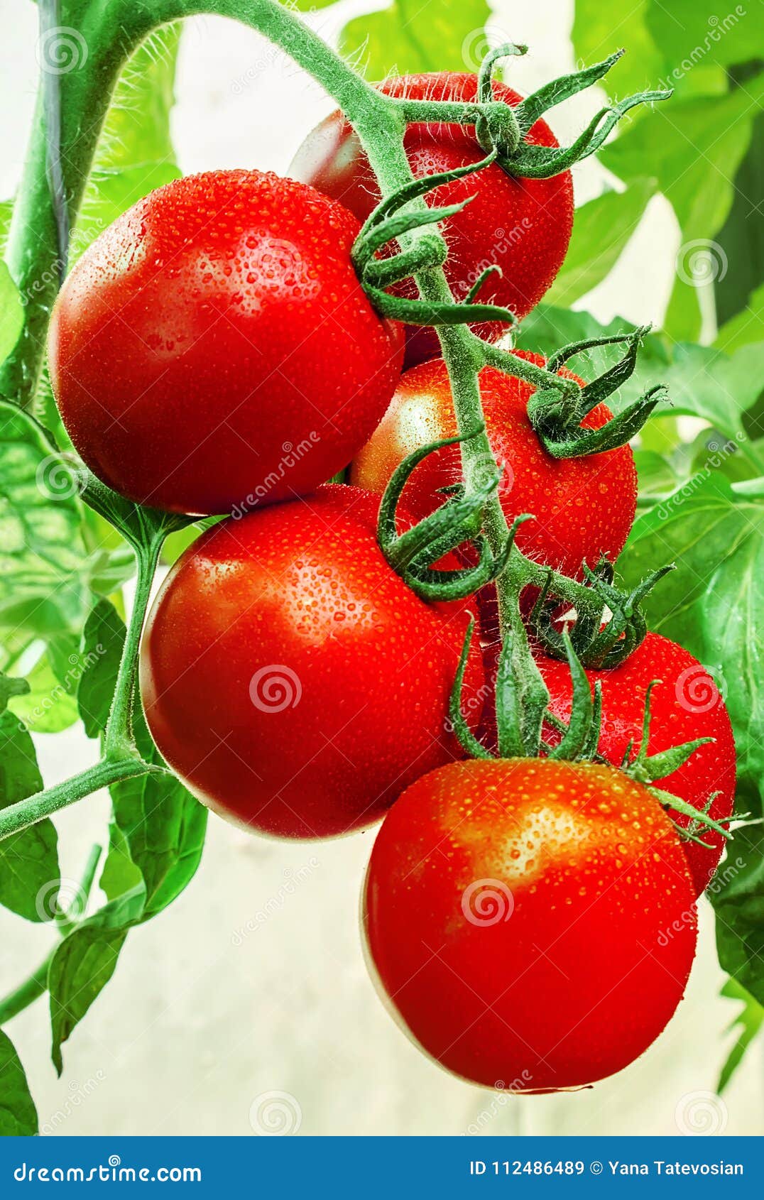 Tomates Em Um Vermelho Maduro Do Ramo Imagem de Stock - Imagem de ...