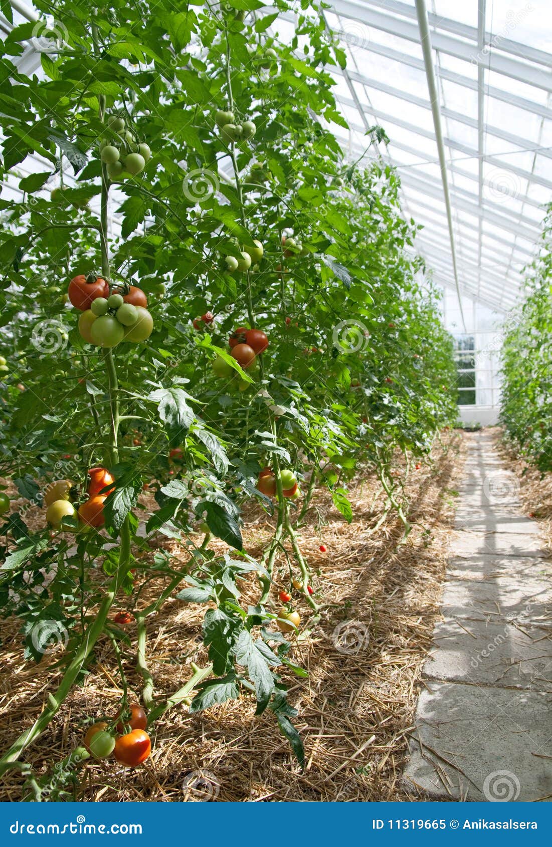 Tomates Em Uma Estufa Ensolarada Imagem de Stock - Imagem de cultivo ...
