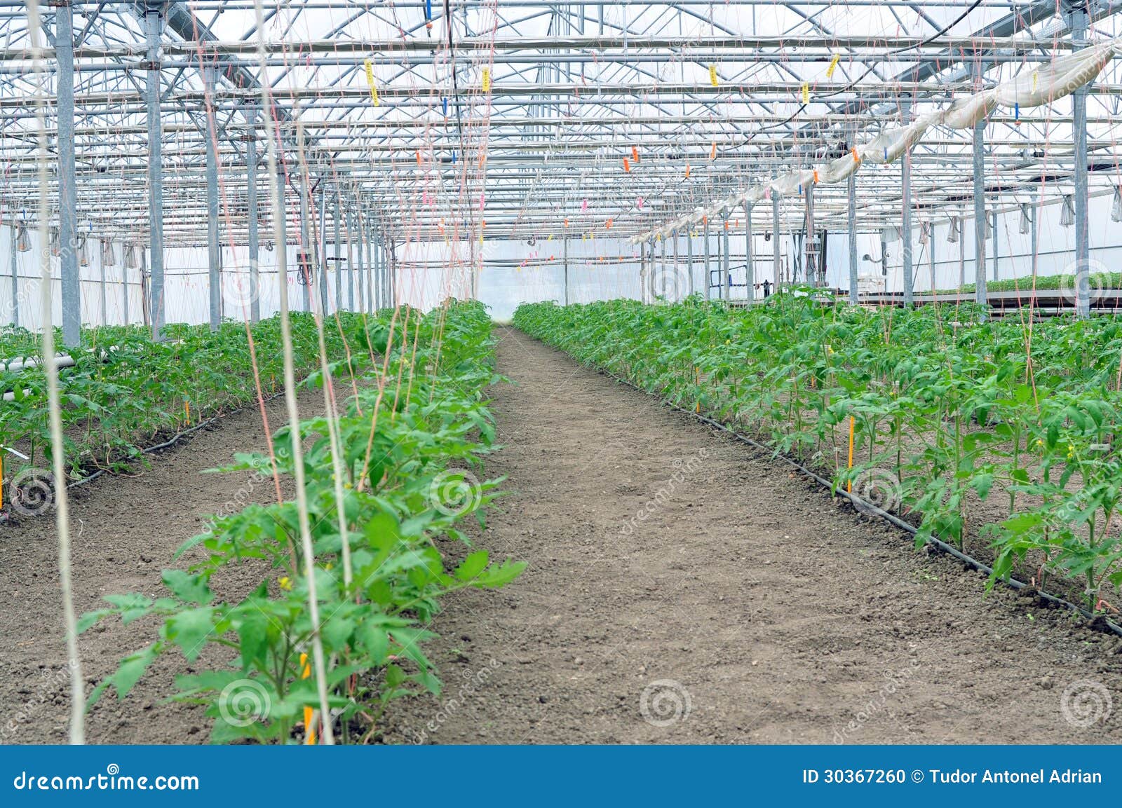 Tomates en invernadero foto de archivo. Imagen de crezca - 30367260