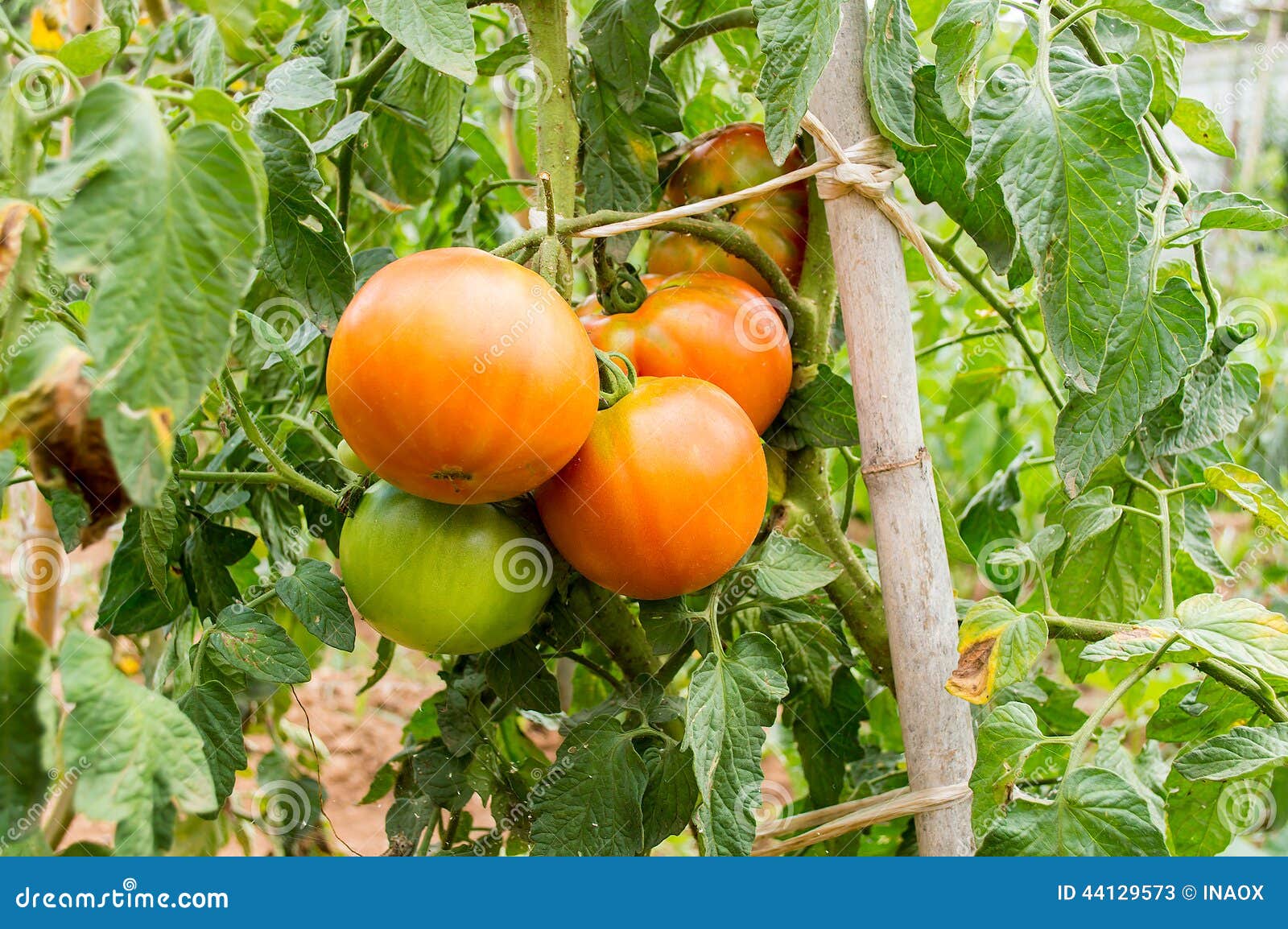 Tomates en rama imagen de archivo. Imagen de antioxidante - 44129573
