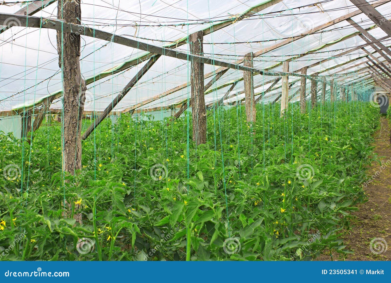 Tomates Florecientes En Invernadero Imagen de archivo - Imagen: 23505341