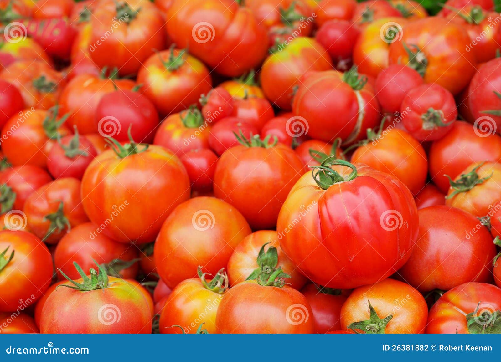 Tomates juteuses rouges photo stock. Image du collecte - 26381882