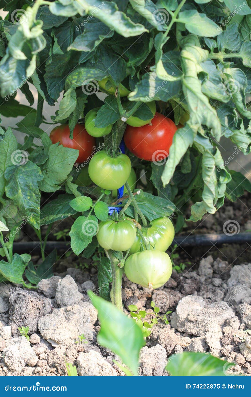 Tomates No Ramo Com Fundo Verde Borrado Imagem de Stock - Imagem de ...