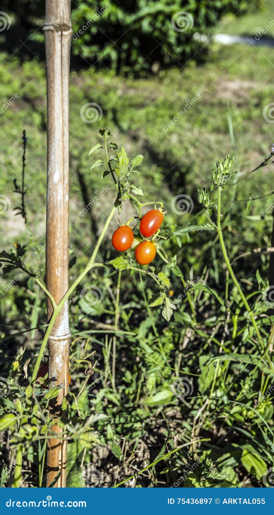 Tomates pequenos imagem de stock. Imagem de receitas - 75436897