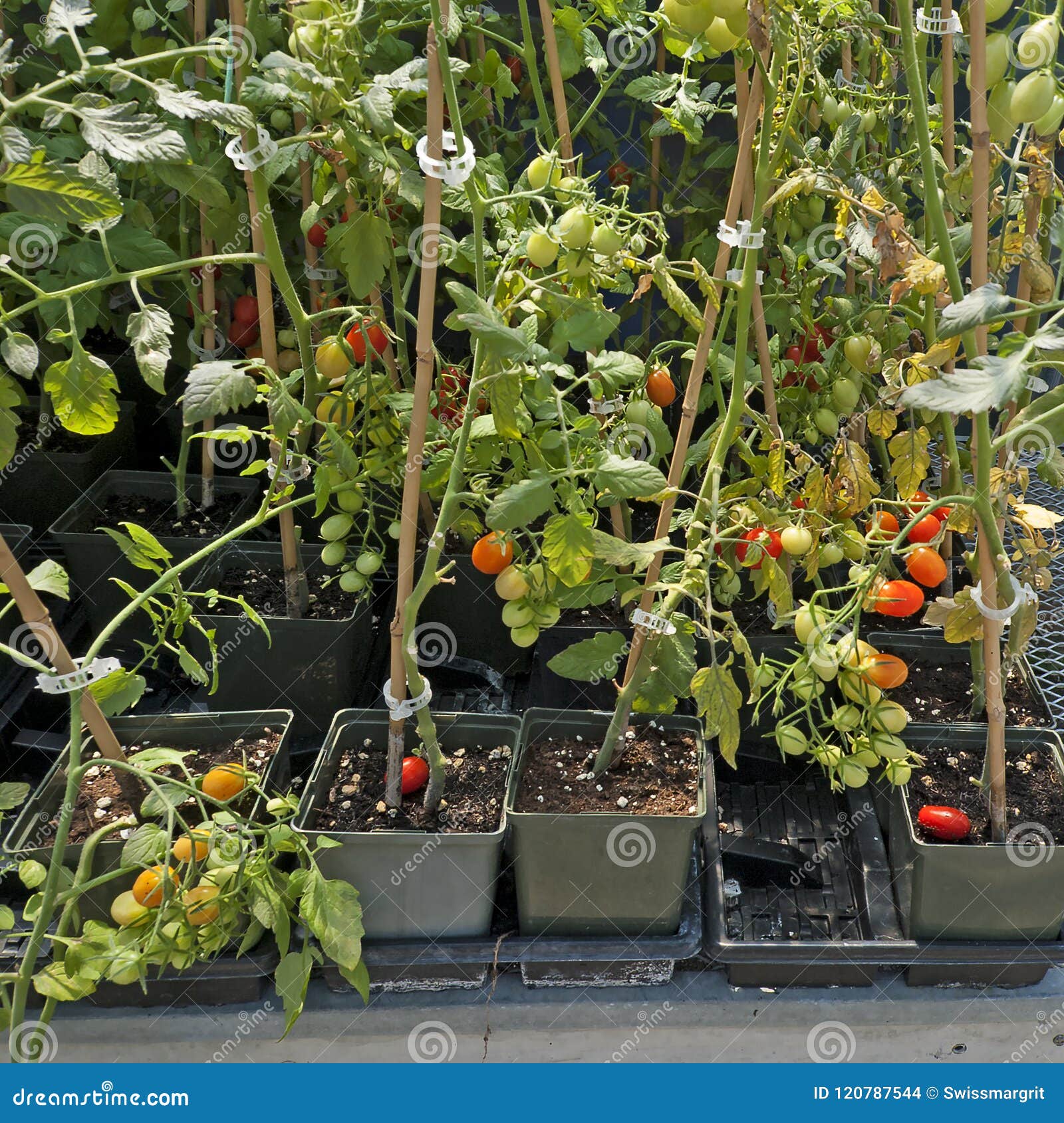 Tomates Pequenos Crescentes Para Vender Foto de Stock - Imagem de ...