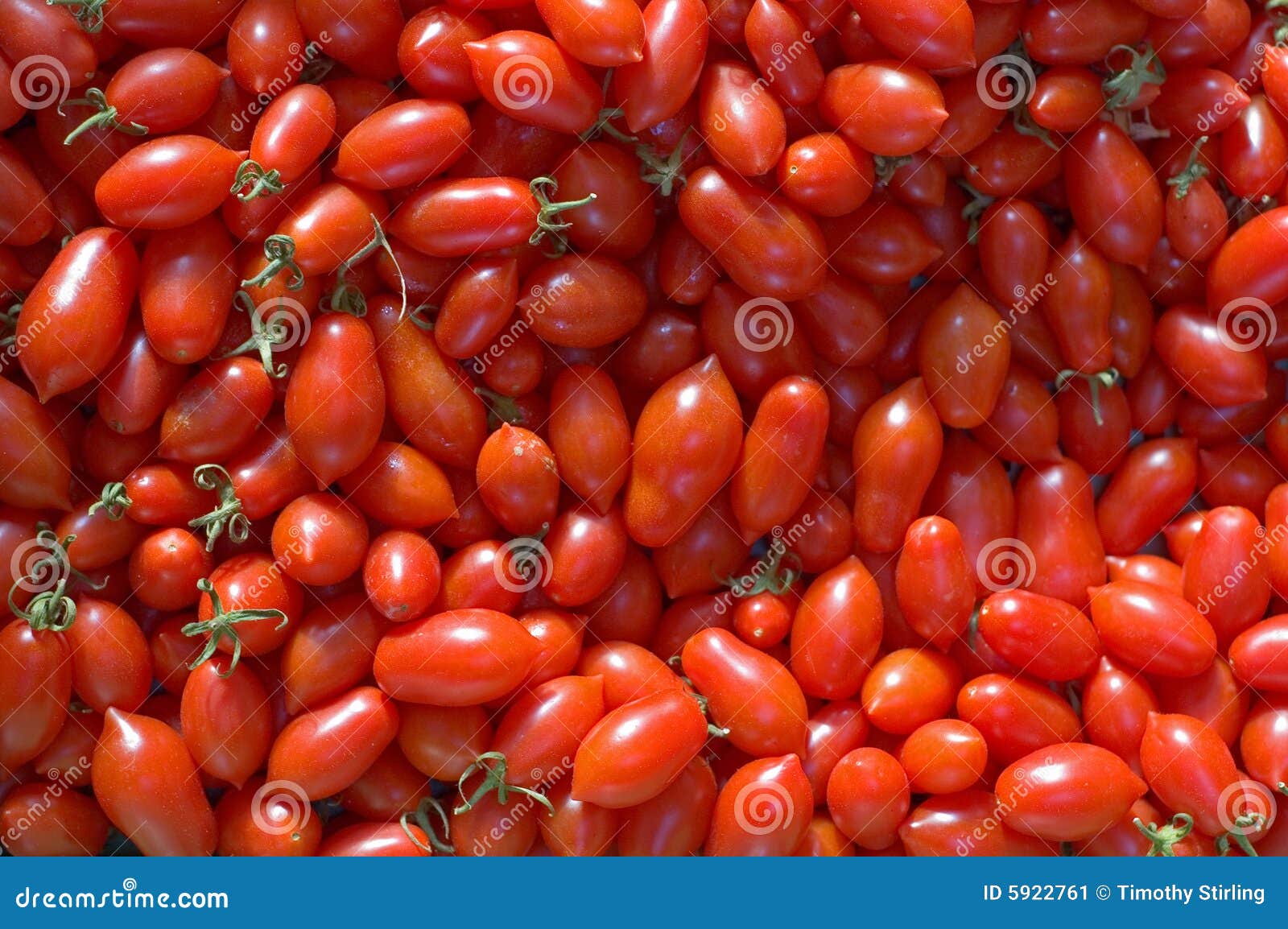 Tomates Pequenos Da Videira Da Cereja Imagem de Stock - Imagem de ...
