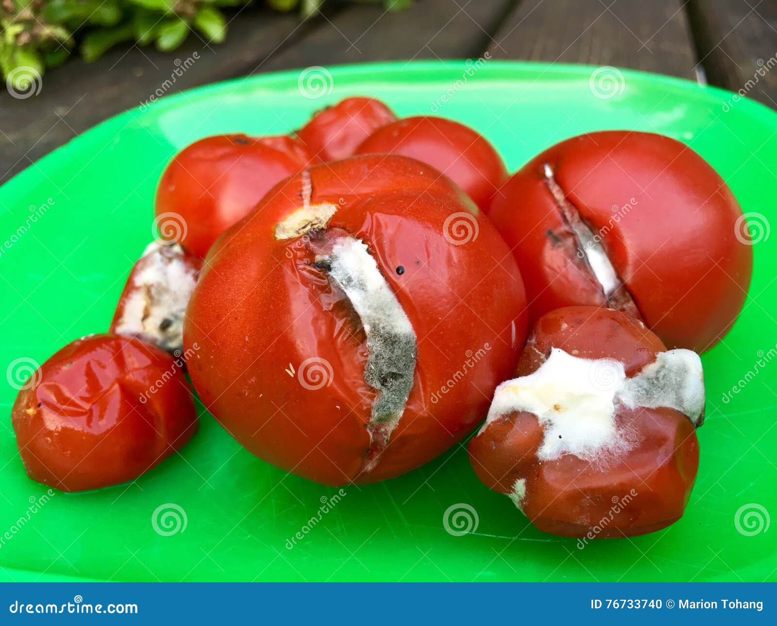 Tomates Podres Em Uma Placa Verde Foto de Stock - Imagem de vegetal ...