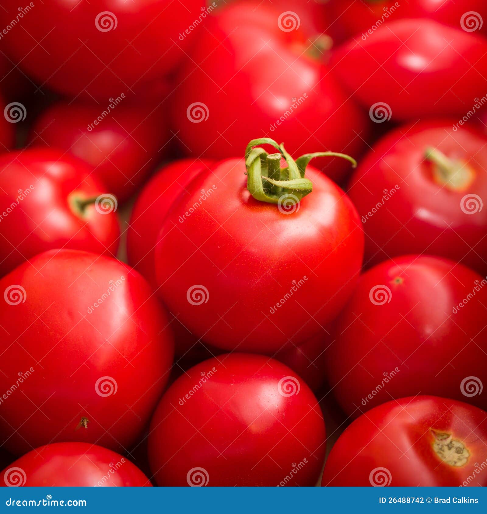 Tomates rojos foto de archivo. Imagen de entero, tomate - 26488742