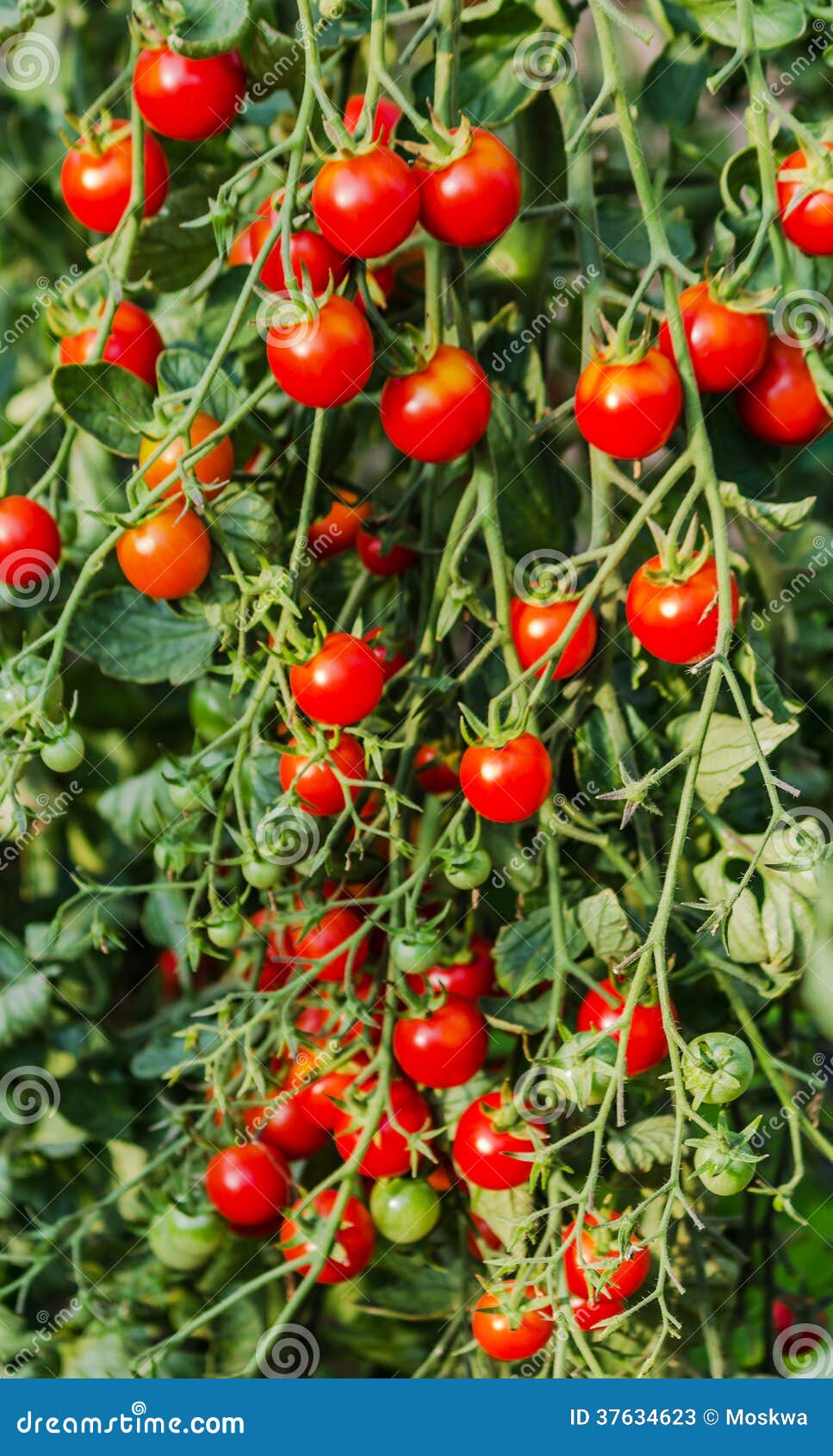 Tomates rojos crecientes imagen de archivo. Imagen de cubo - 37634623
