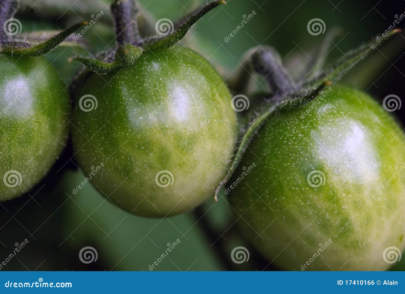 Tomates verdes foto de stock. Imagem de alimento, dieta - 17410166