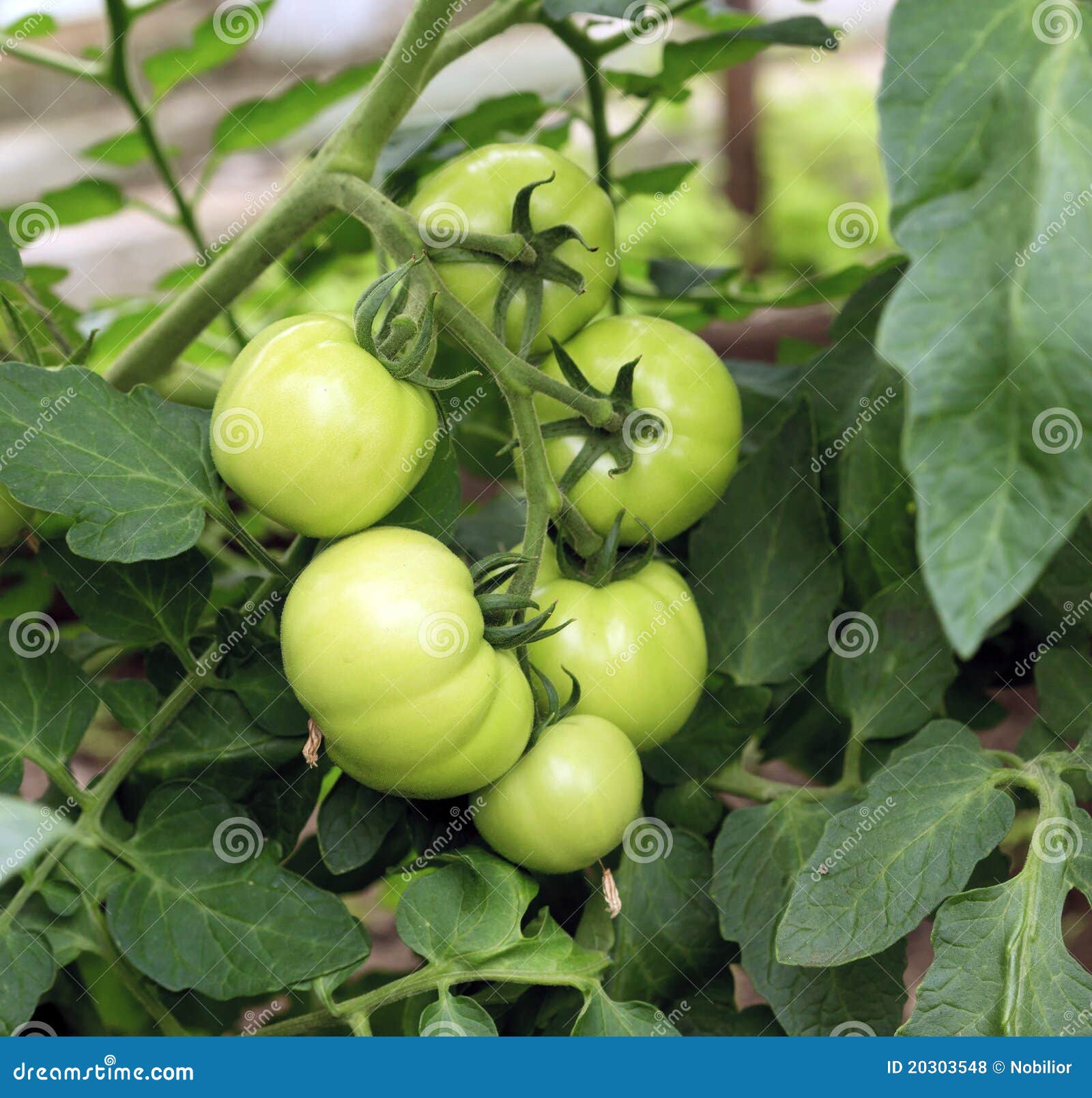Tomates verdes foto de stock. Imagem de crescimento, sazonal - 20303548