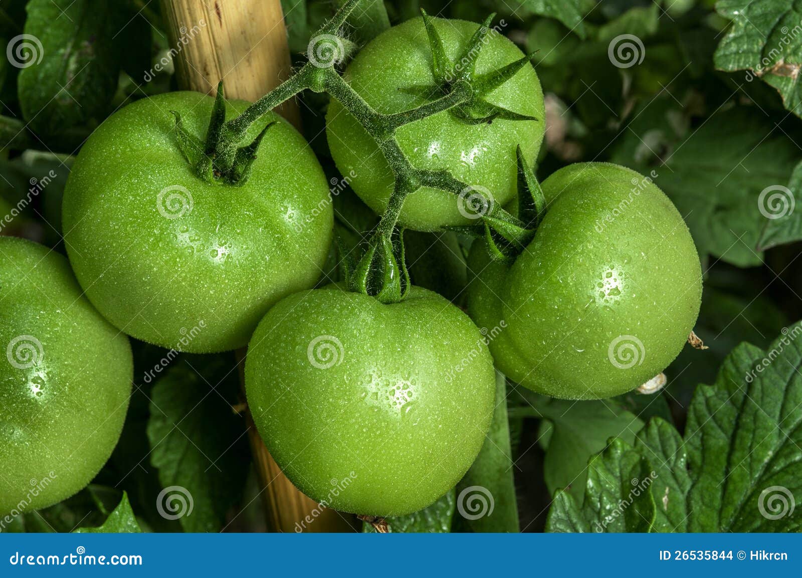 Tomates verdes foto de archivo. Imagen de verde, hojas - 26535844