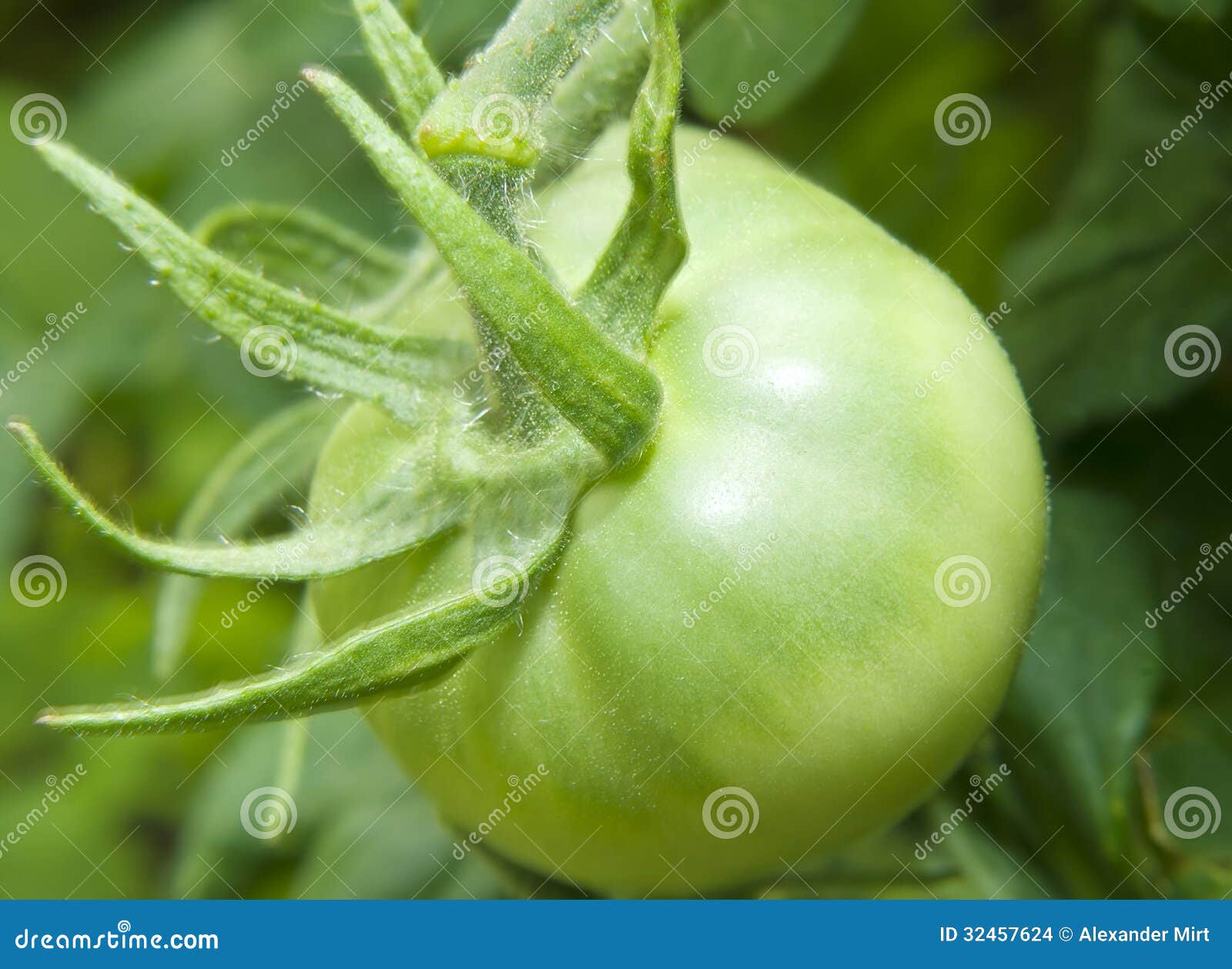 Tomates verdes foto de stock. Imagem de colheita, folha - 32457624