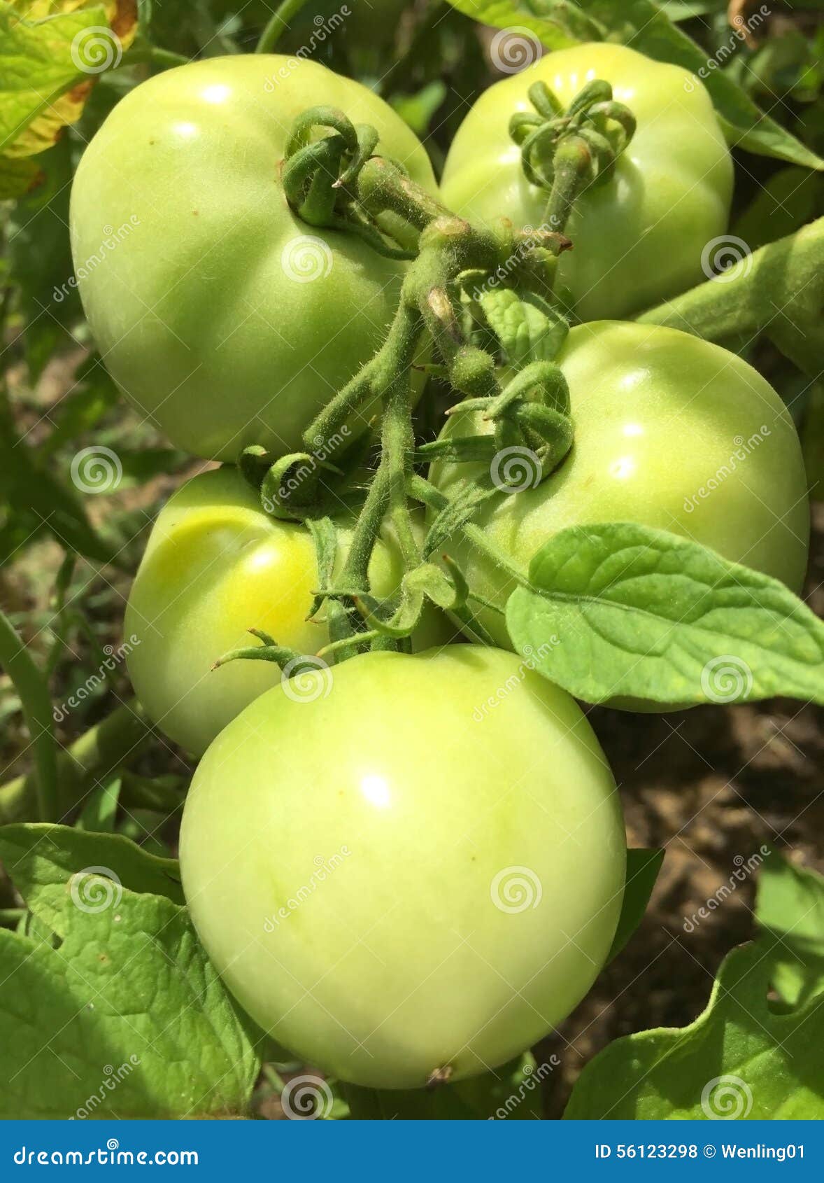 Tomates verdes foto de stock. Imagem de jardinar, alimento - 56123298