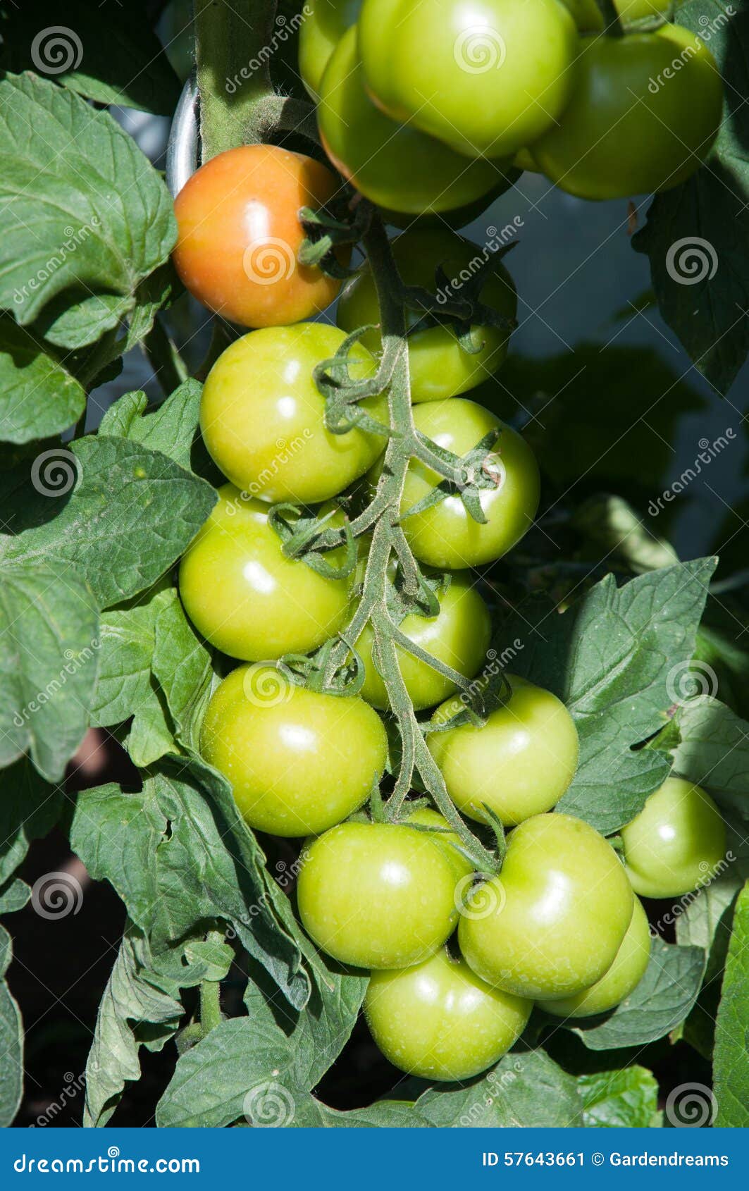 Tomates verdes imagem de stock. Imagem de jardim, crescimento - 57643661