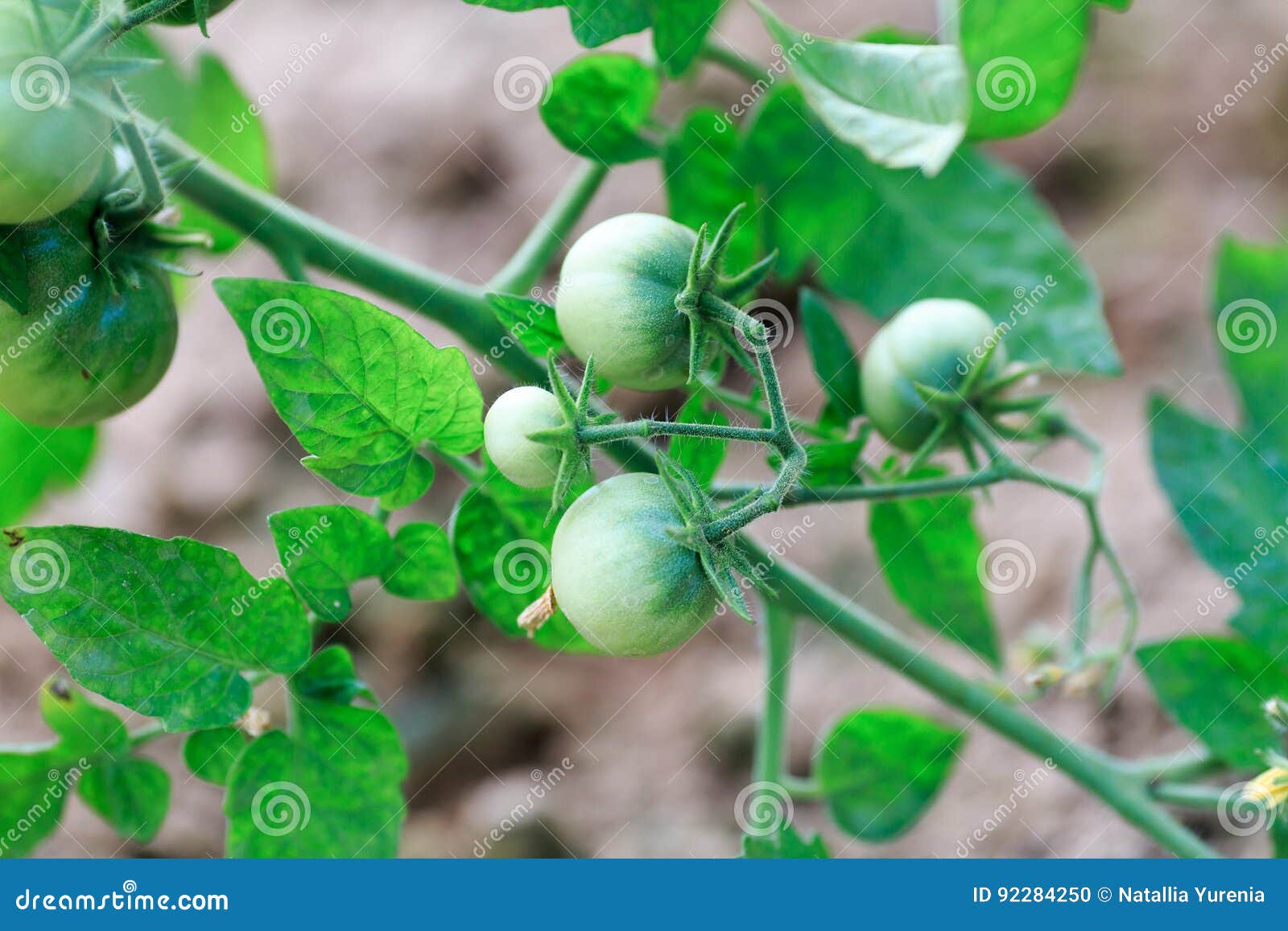 Tomates verdes foto de archivo. Imagen de cubo, estacional - 92284250