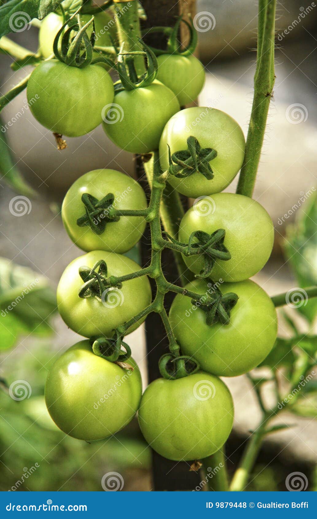 Tomates verdes foto de archivo. Imagen de cubo, macro - 9879448