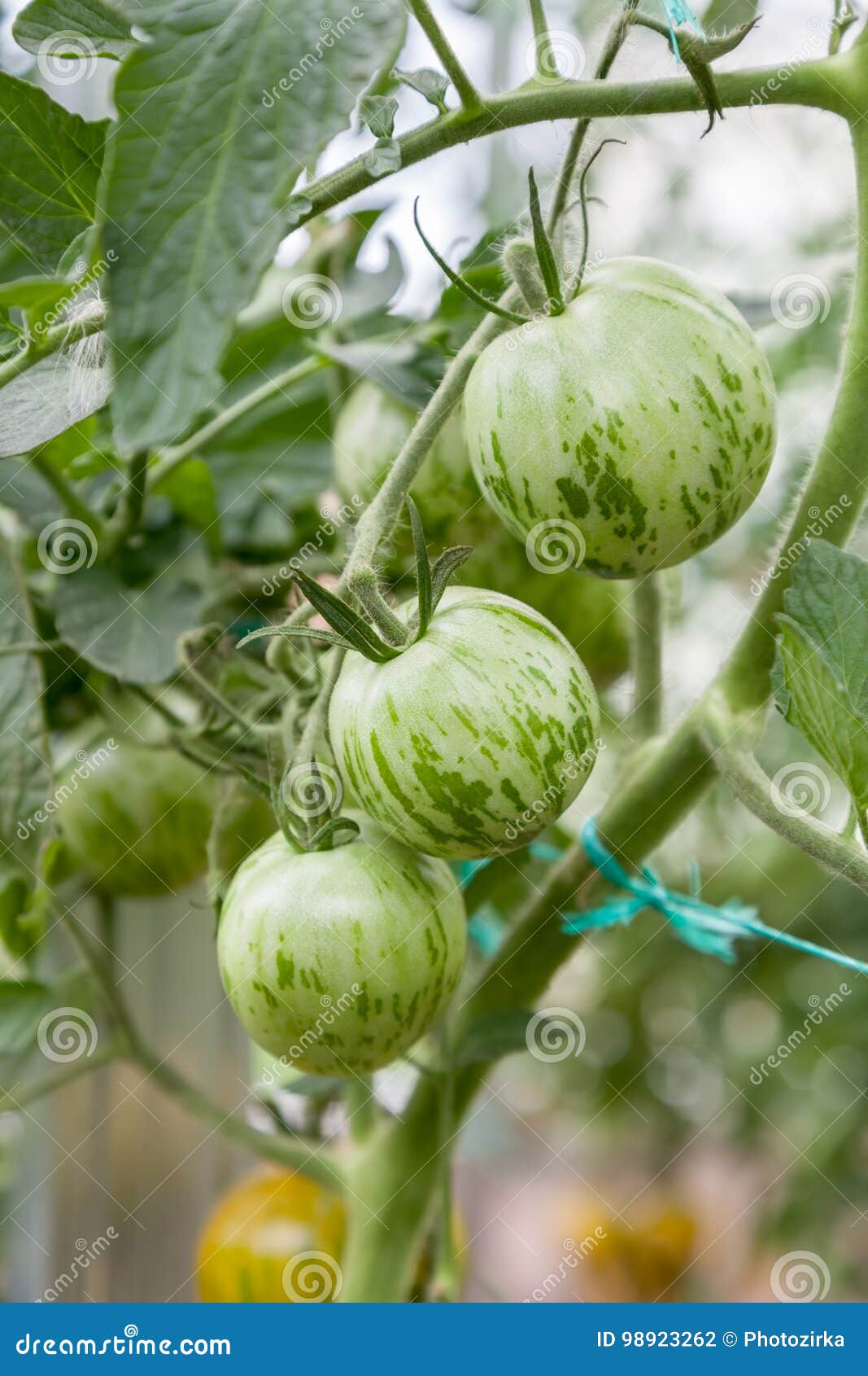Tomates Verdes Que Crescem No Ramo Foto de Stock - Imagem de verde ...