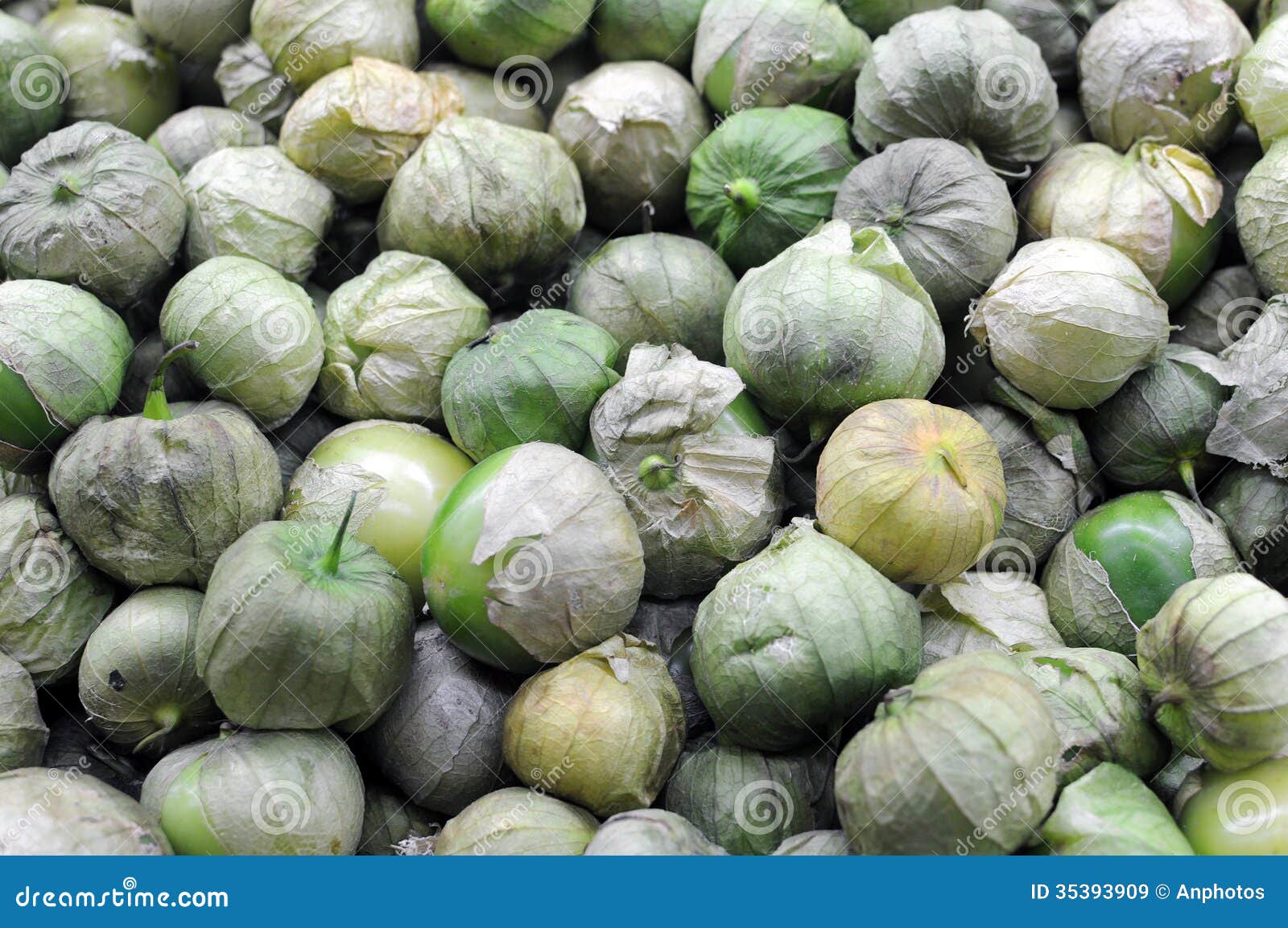 Tomatillo stock image. Image of group, harvest, organic - 35393909