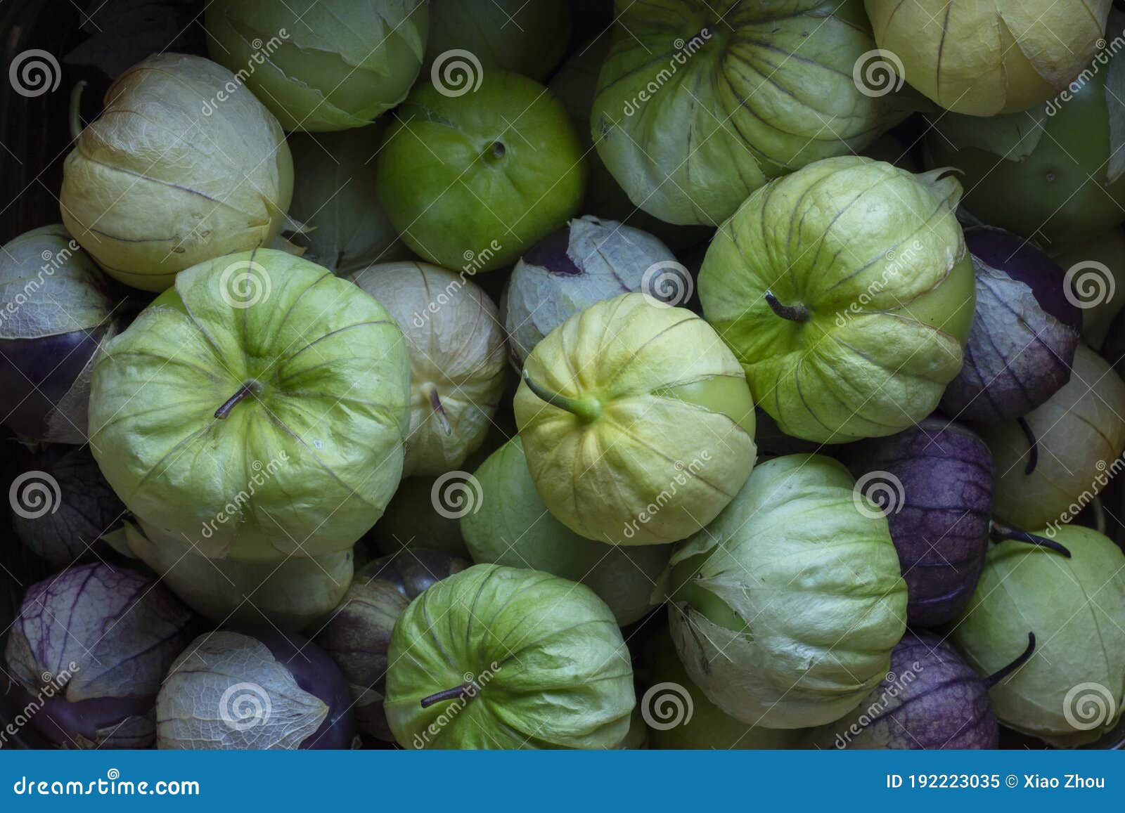 Tomatillo fruits stock image. Image of bubbly, drops - 192223035