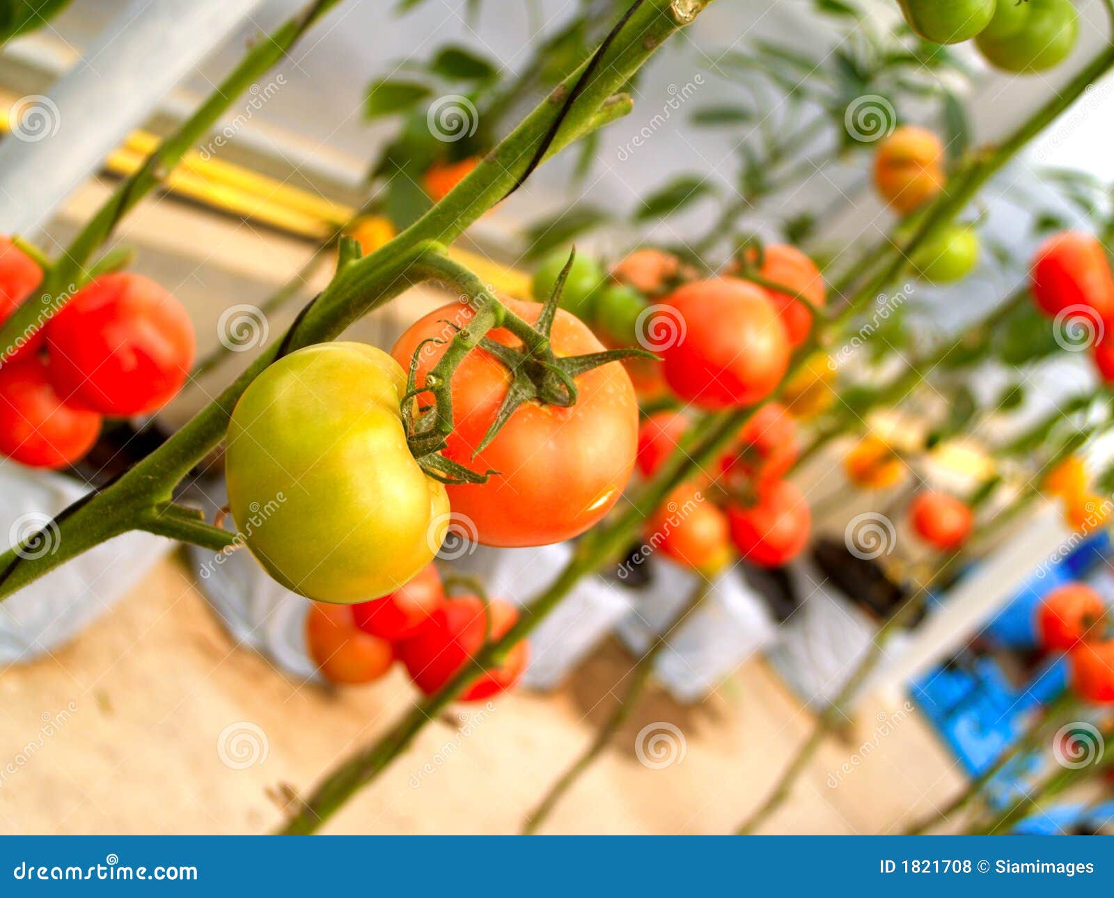 Tomato 07 stock photo. Image of grow, vegetables, tomato - 1821708