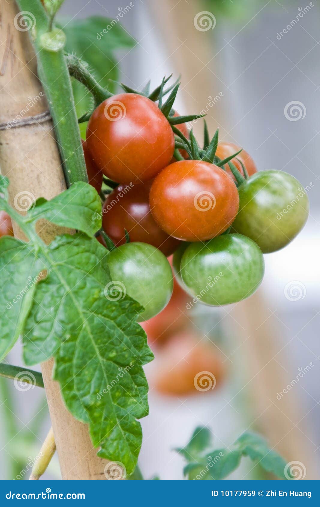 Tomato stock image. Image of foliage, fruit, color, leaf - 10177959