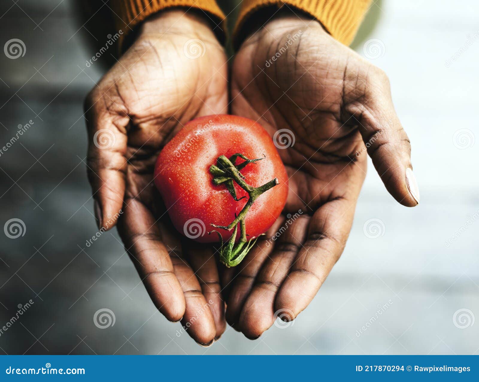 Closeup of Hands Holding Tomato Aerial View Stock Photo - Image of food ...