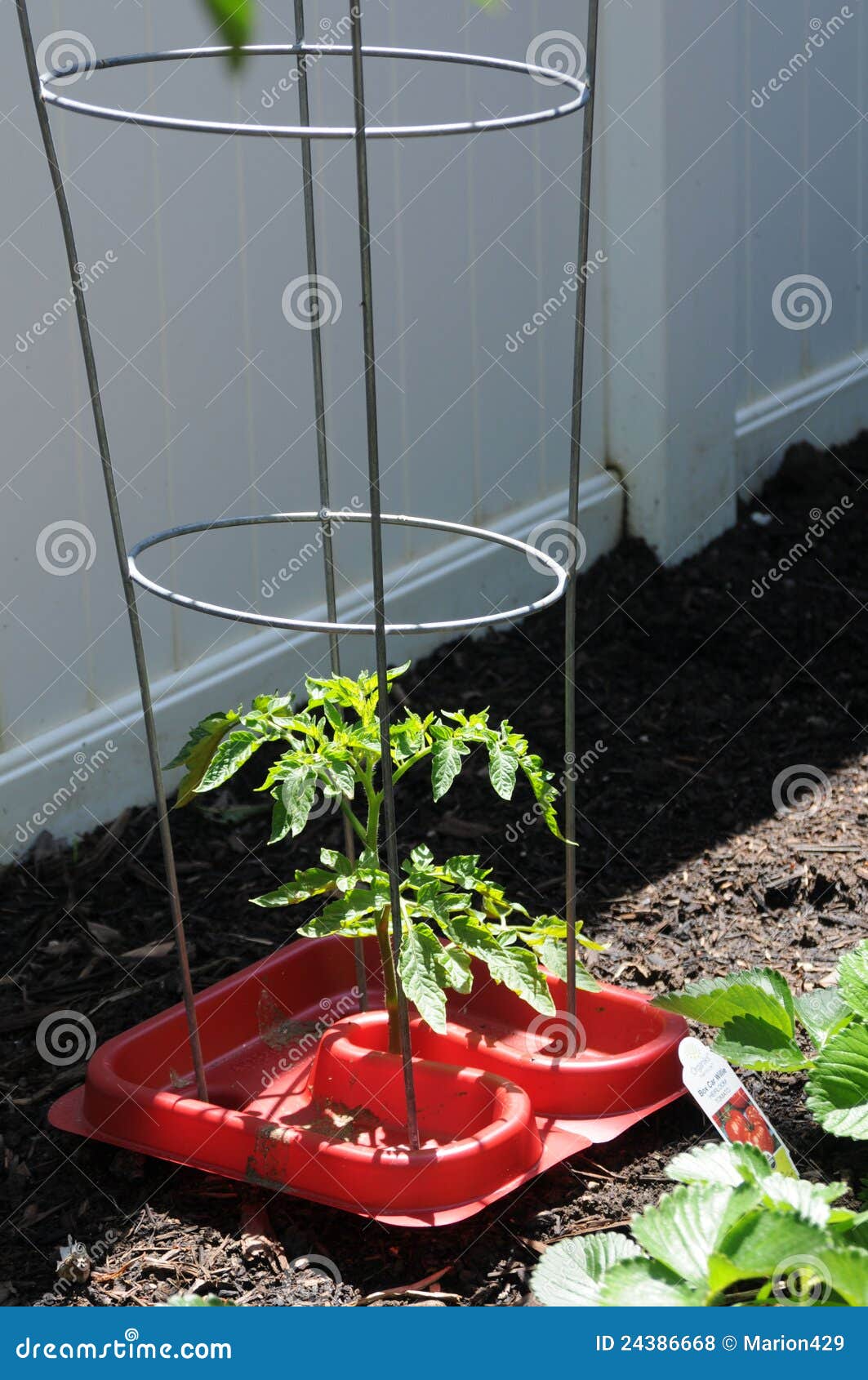 Oasis Tray Stock Photos - Free & Royalty-Free Stock Photos from Dreamstime