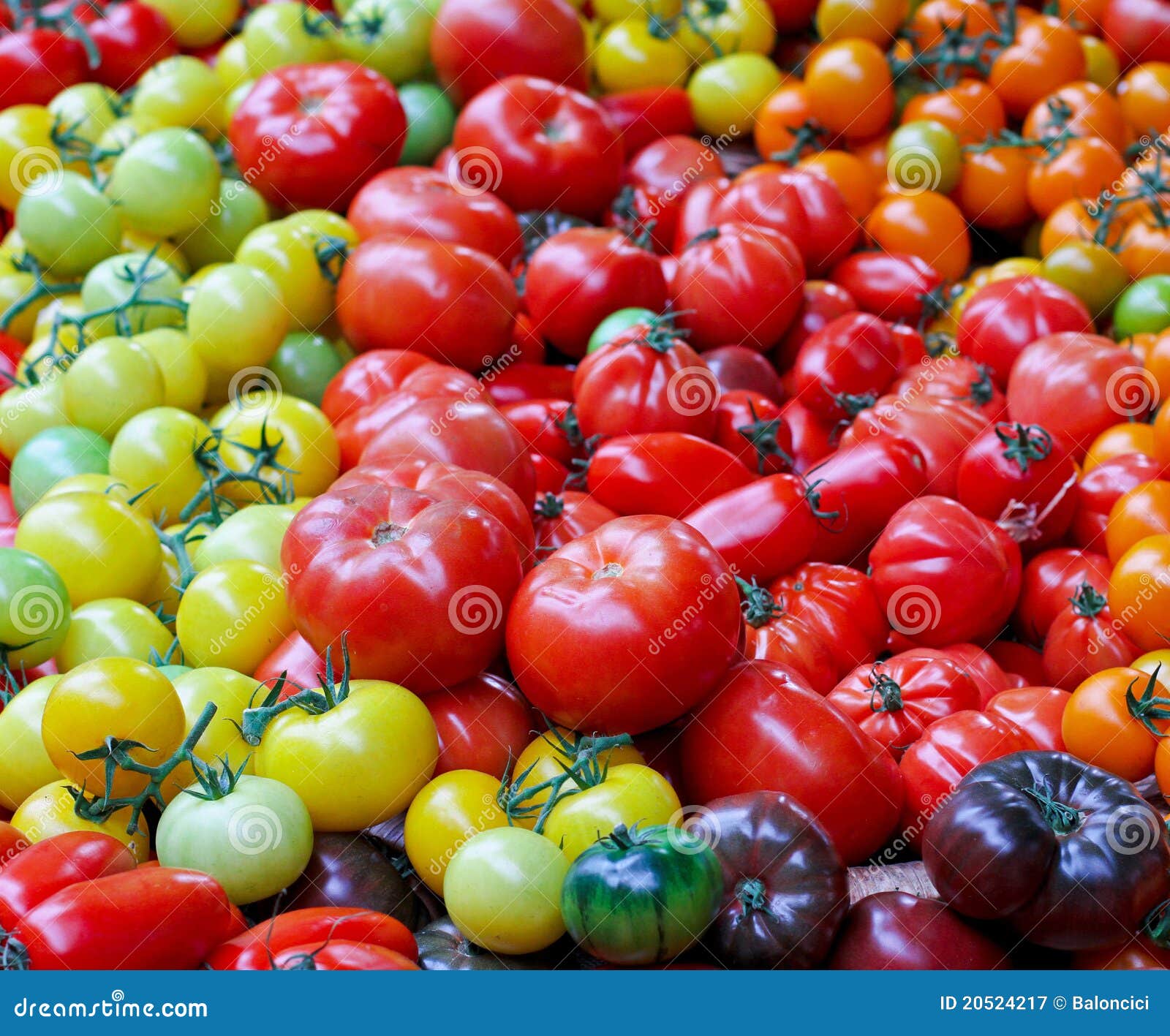Tomato assortment stock image. Image of variety, ripe - 20524217