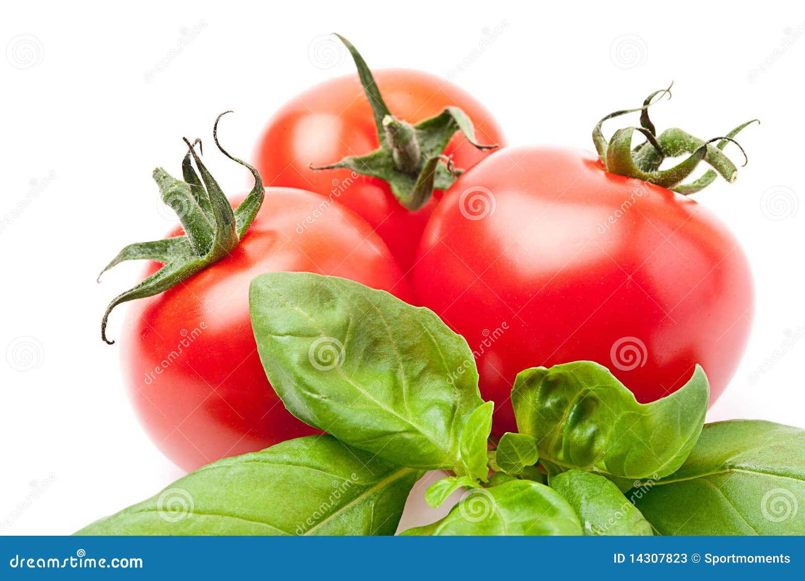 Tomato / basil stock image. Image of bush, tomato, basil - 14307823