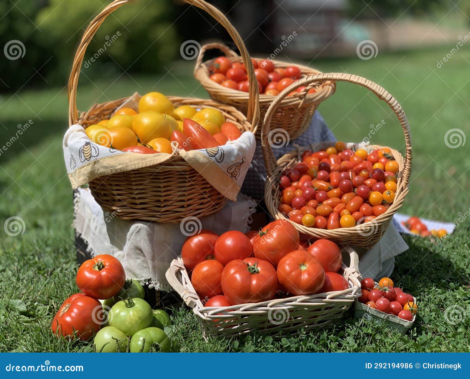 Tomato Baskets Ready for Market Stock Photo - Image of tomatoes, tomato ...