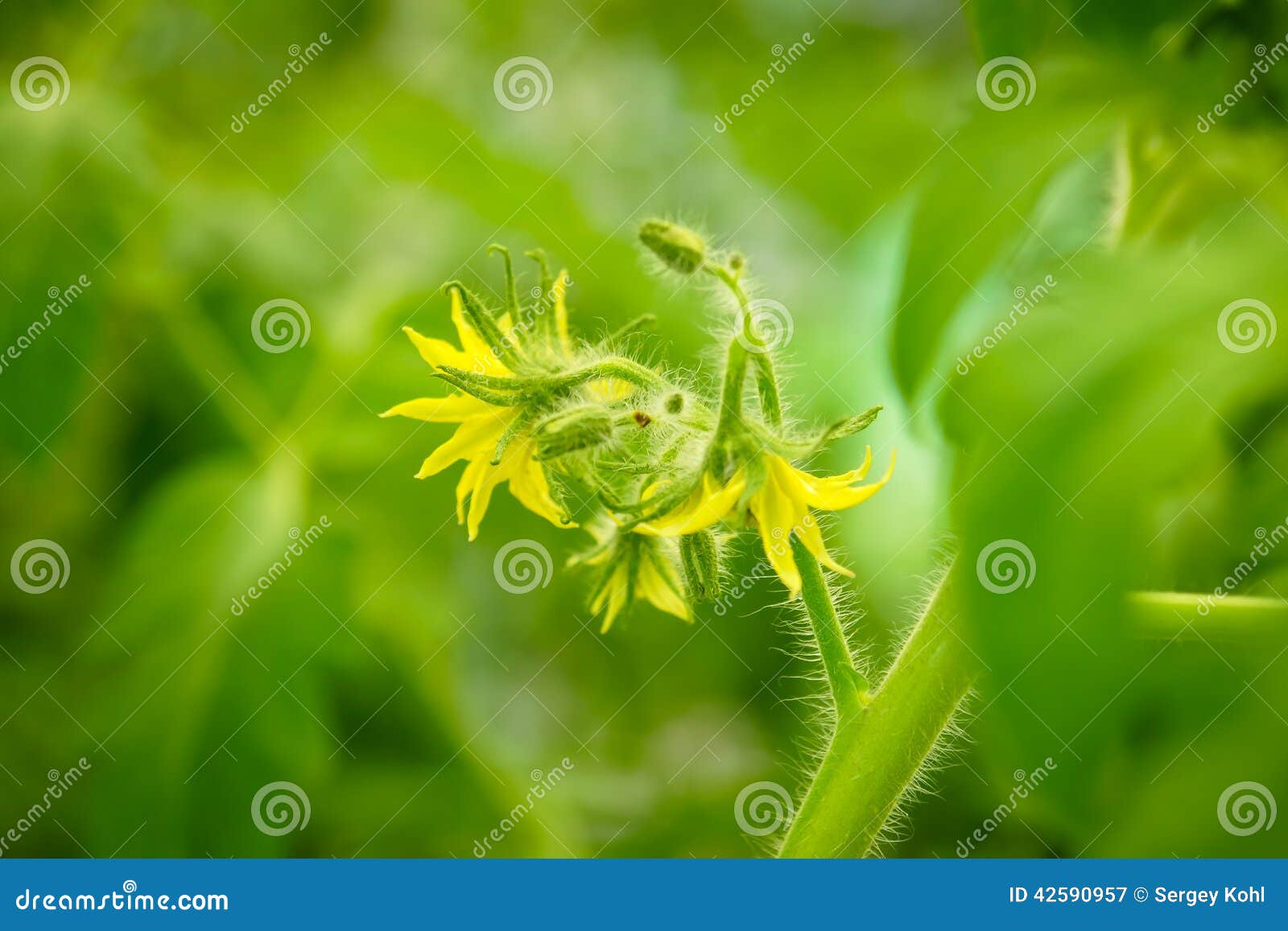 Tomato In Bloom, Growing Seedlings In Greenhouse Conditions Stock Image ...