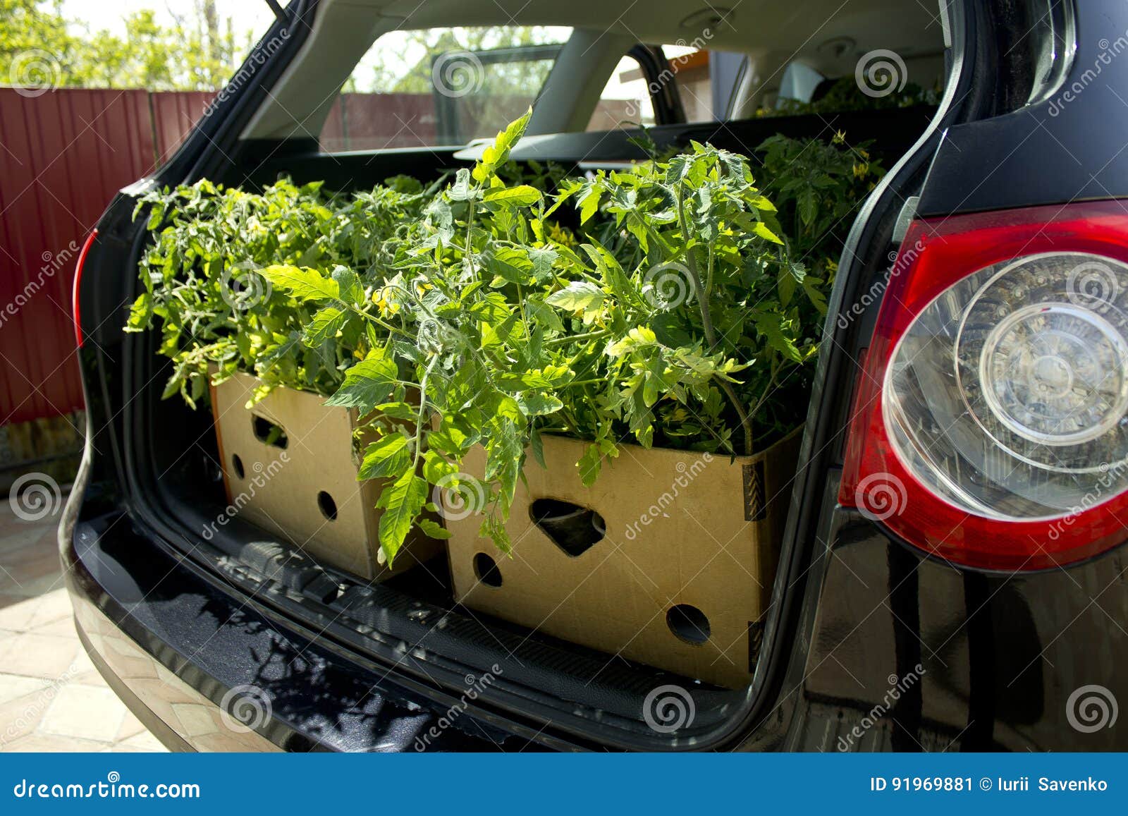 Tomato Boxes in a Car Trunk Stock Image - Image of gardening, green ...