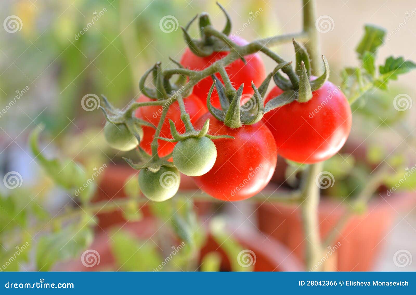 Tomato branch stock photo. Image of delicious, farm, ripe - 28042366