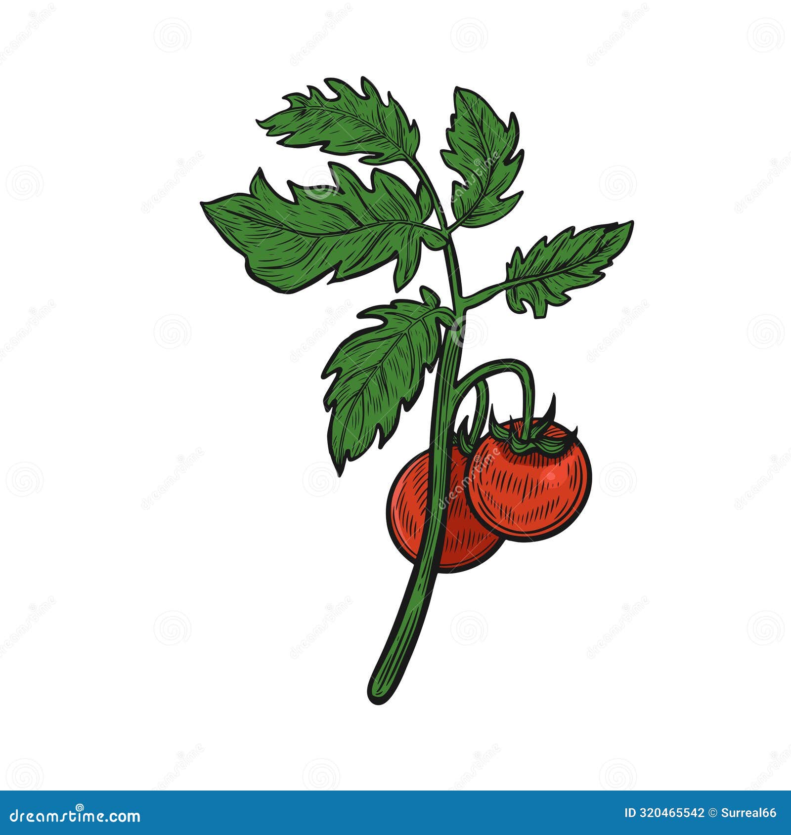 Tomato on Branch Line Drawing Isolated on White Background Stock Vector ...