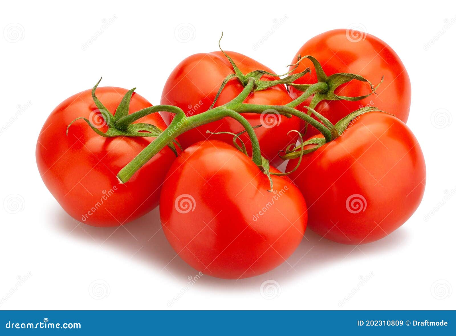 Tomato branch stock image. Image of vegetables, ripe - 202310809