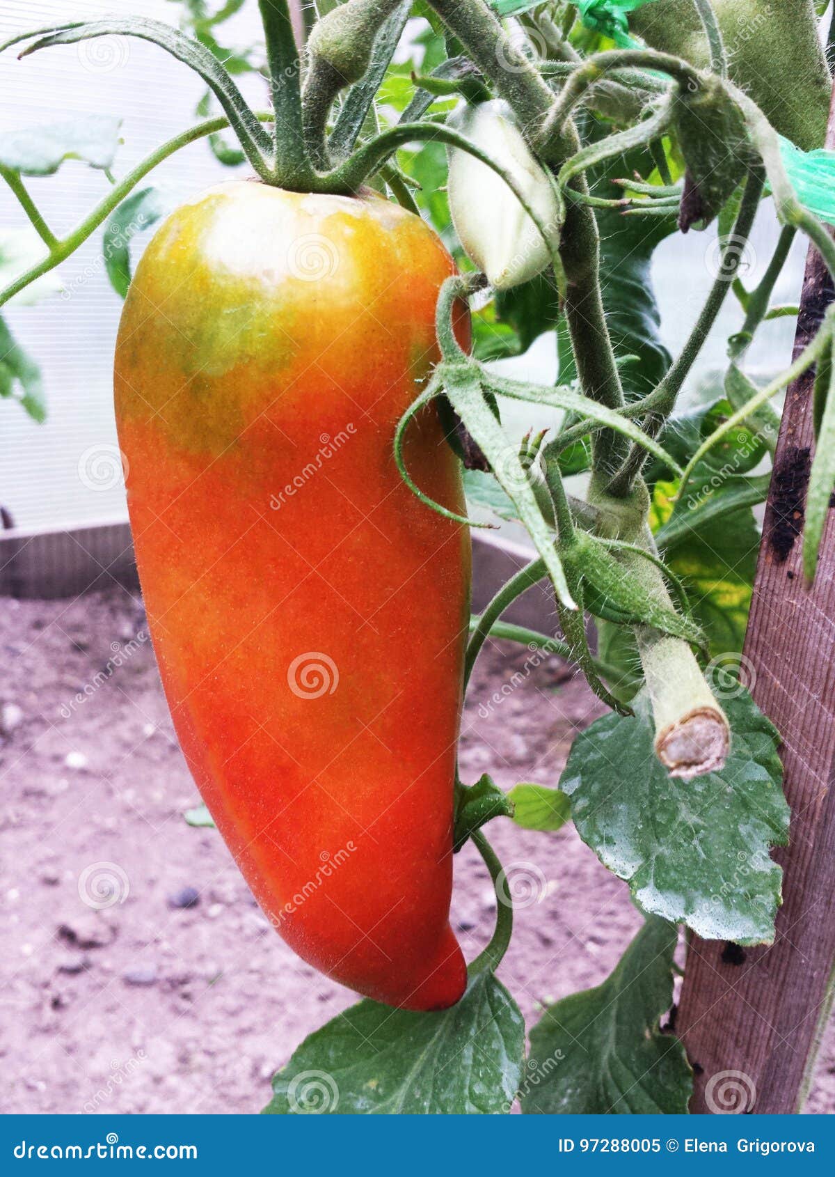 Tomato on a Branch on a Summer Day. Tomato Shaped Pepper Stock Image ...