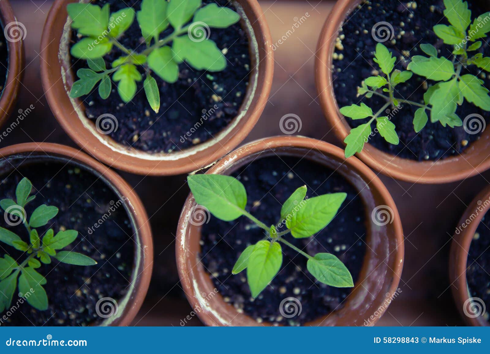 Tomato breeding stock image. Image of bloom, local, controlled - 58298843