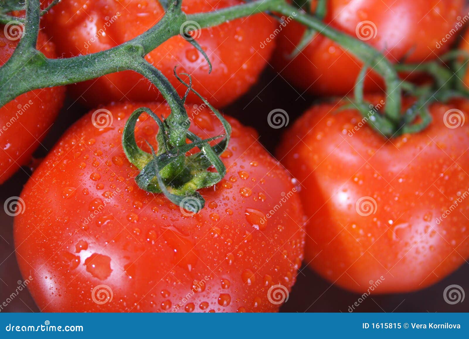 Tomato Bunch Picture. Image: 1615815