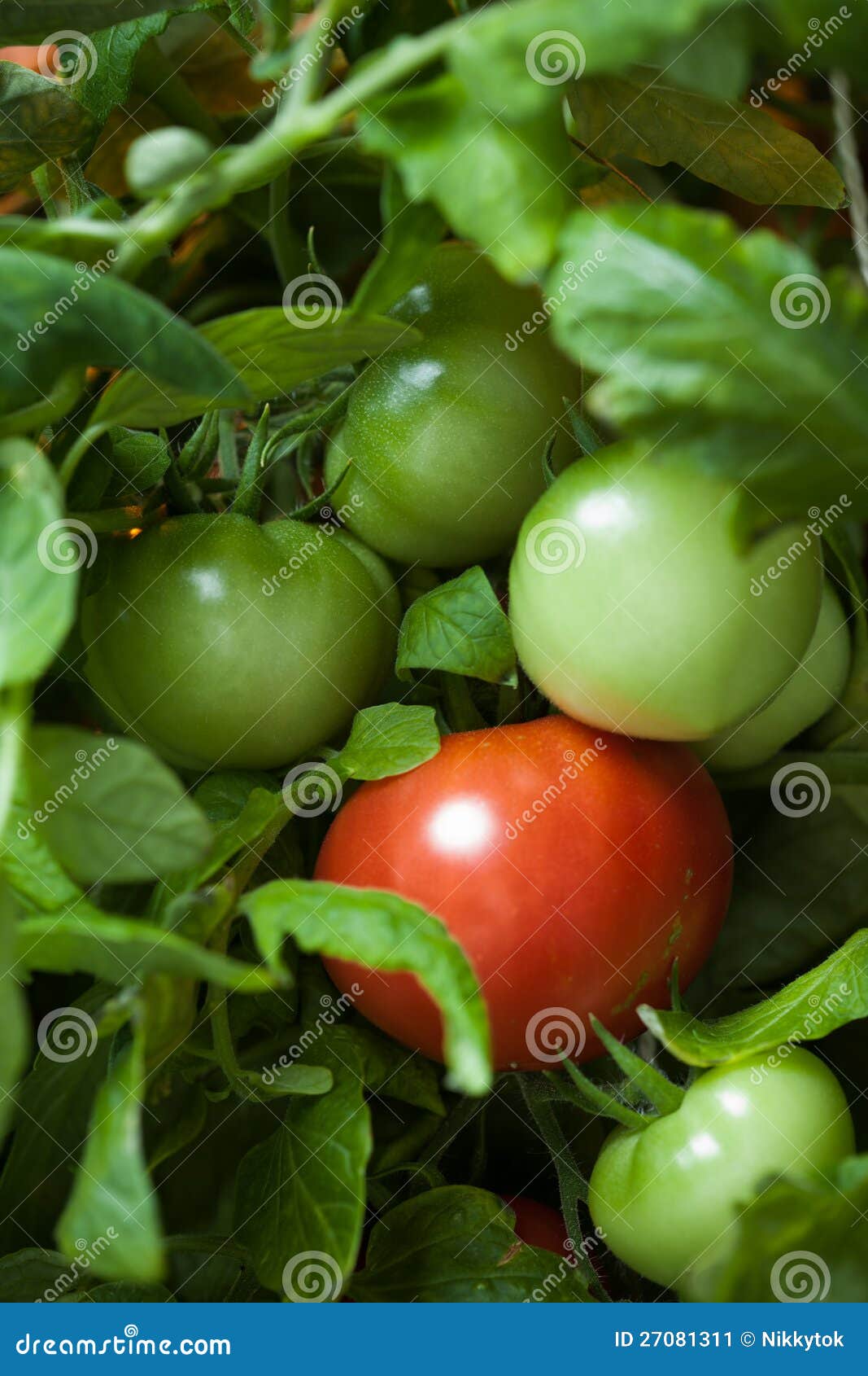 Tomato bush stock image. Image of diet, gathering, harvest - 27081311