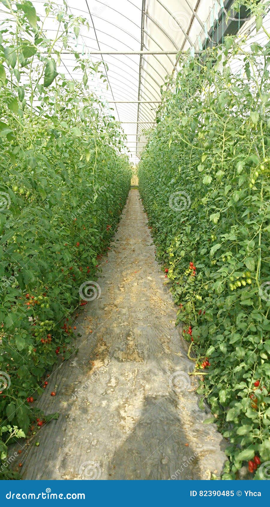 Tomato cherry farm stock image. Image of farm, tomato - 82390485