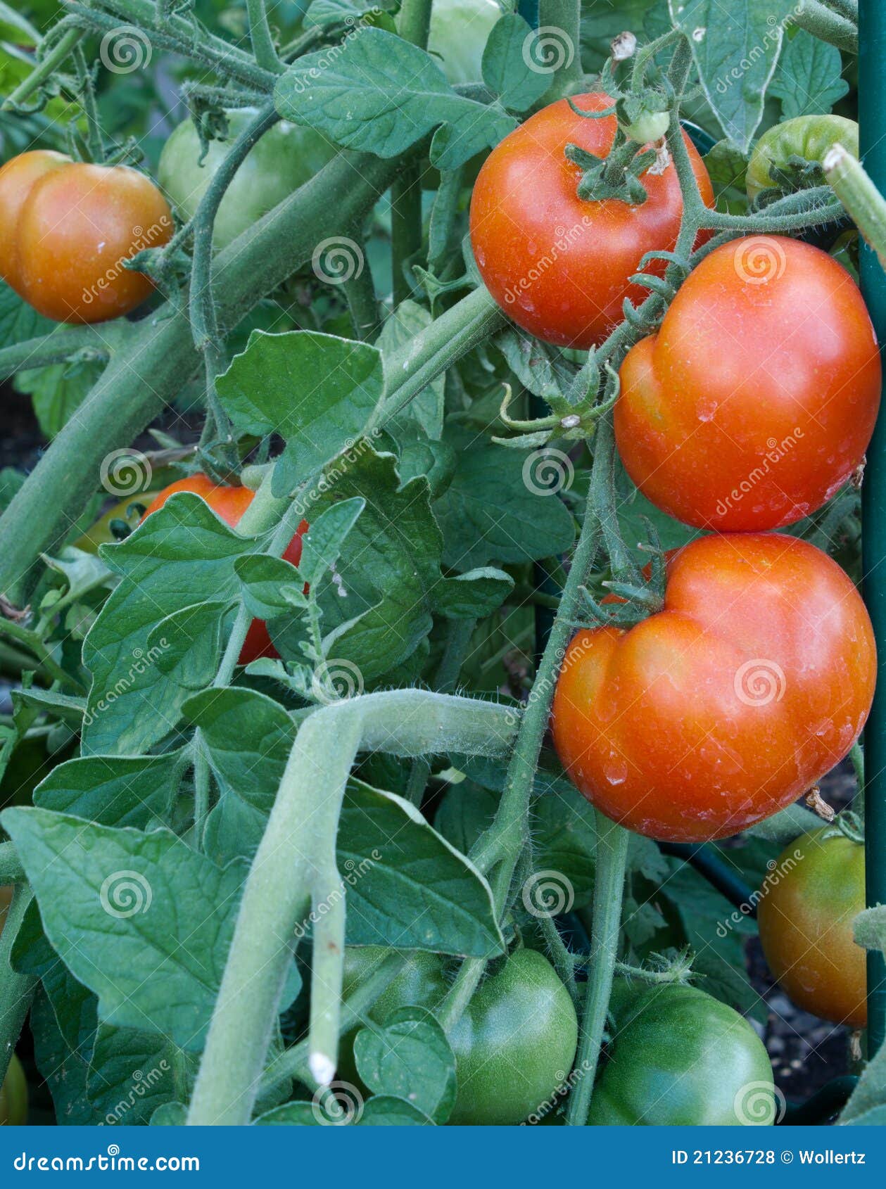 Tomato Cluster in the Garden Stock Photo - Image of vegetable, tangy ...