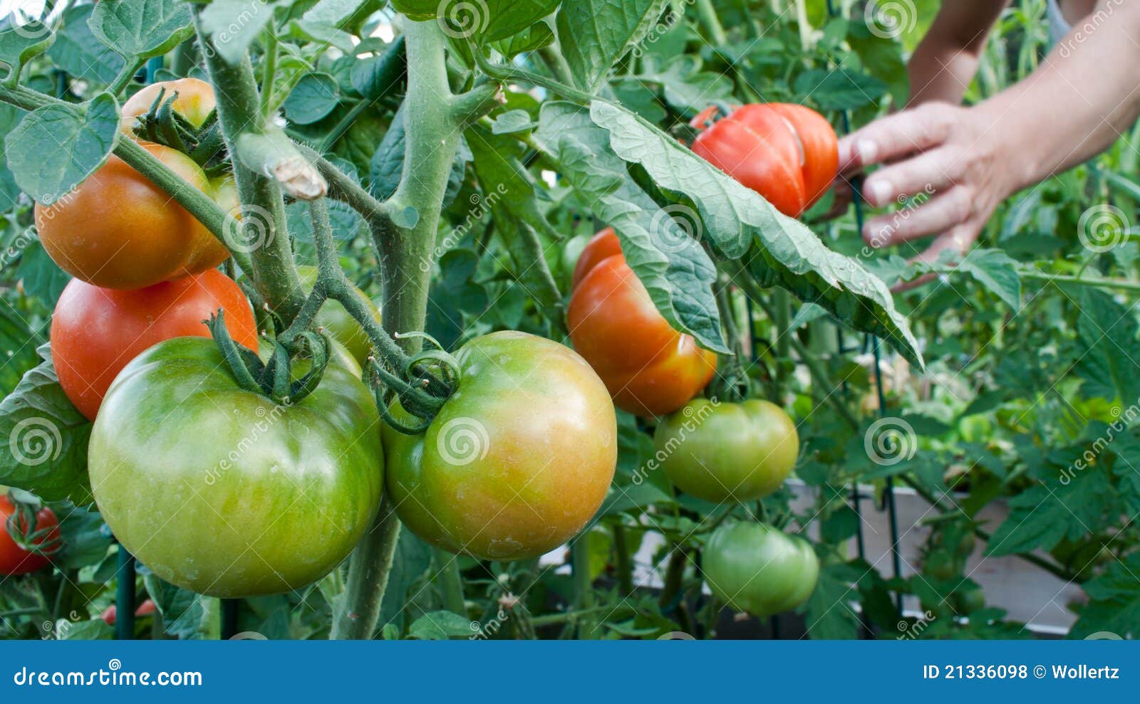 Tomato Cluster in the Garden Stock Photo - Image of home, juicy: 21336098