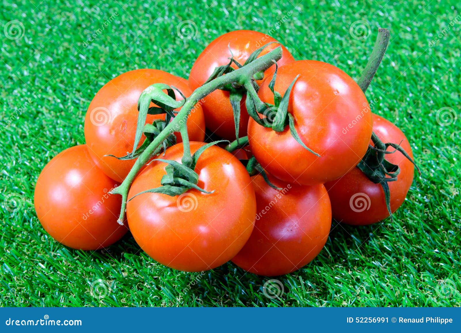 Tomato Cluster on the Grass Stock Image - Image of agriculture, healthy ...