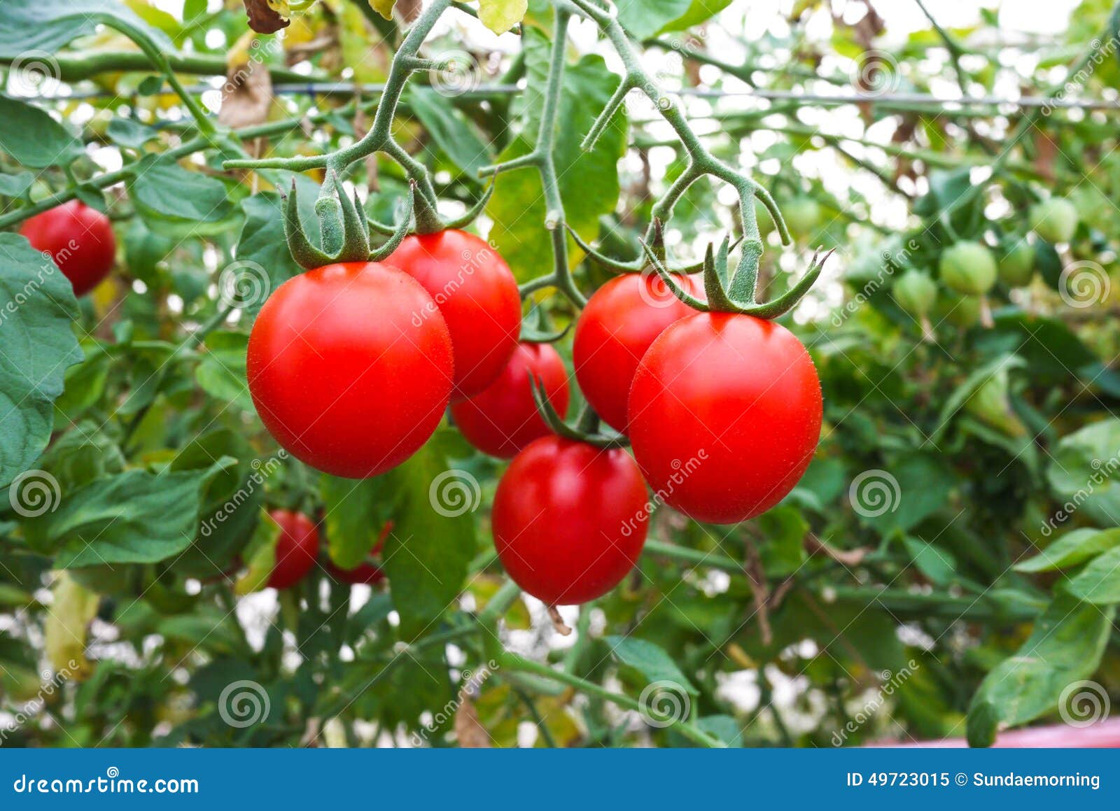 Tomato cluster stock image. Image of garden, cluster - 49723015