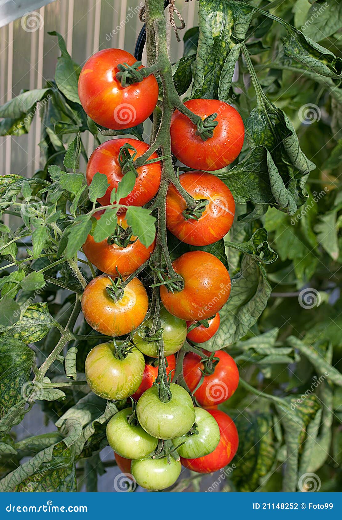 Tomato cluster on vine stock photo. Image of vegetables - 21148252
