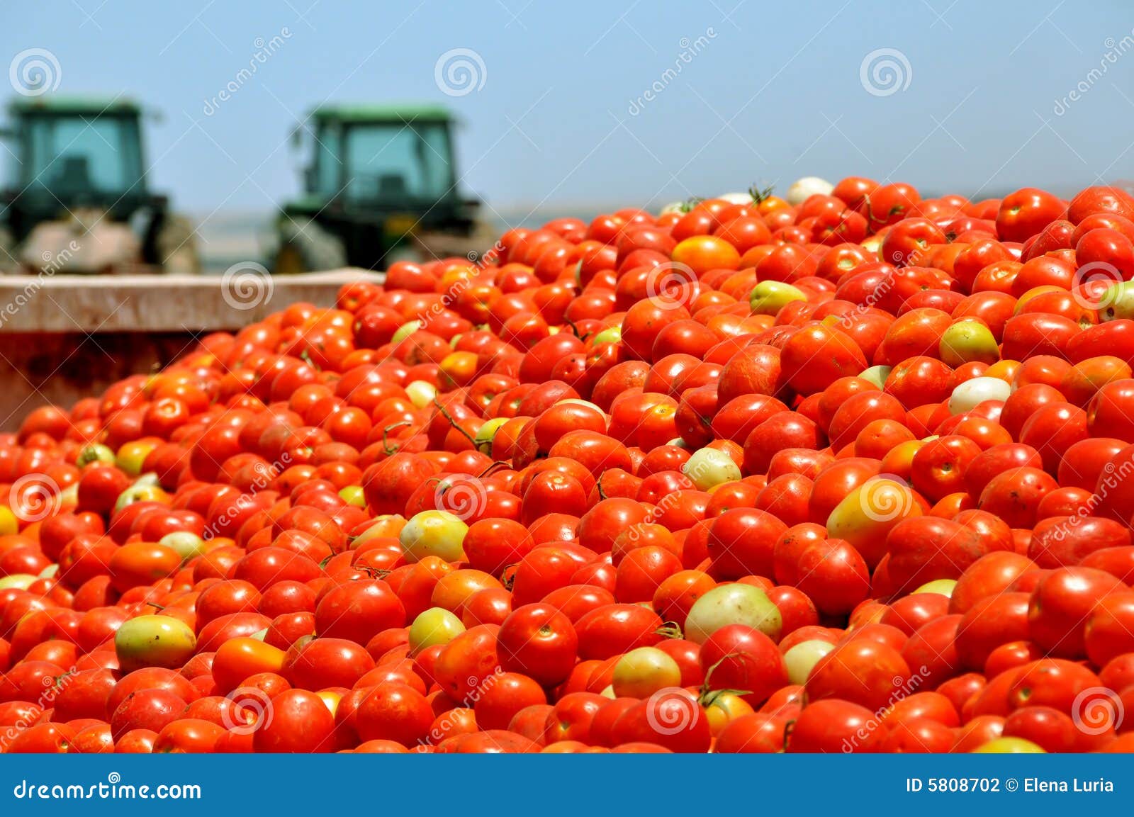 Tomato crop stock photo. Image of eating, bright, harvest - 5808702